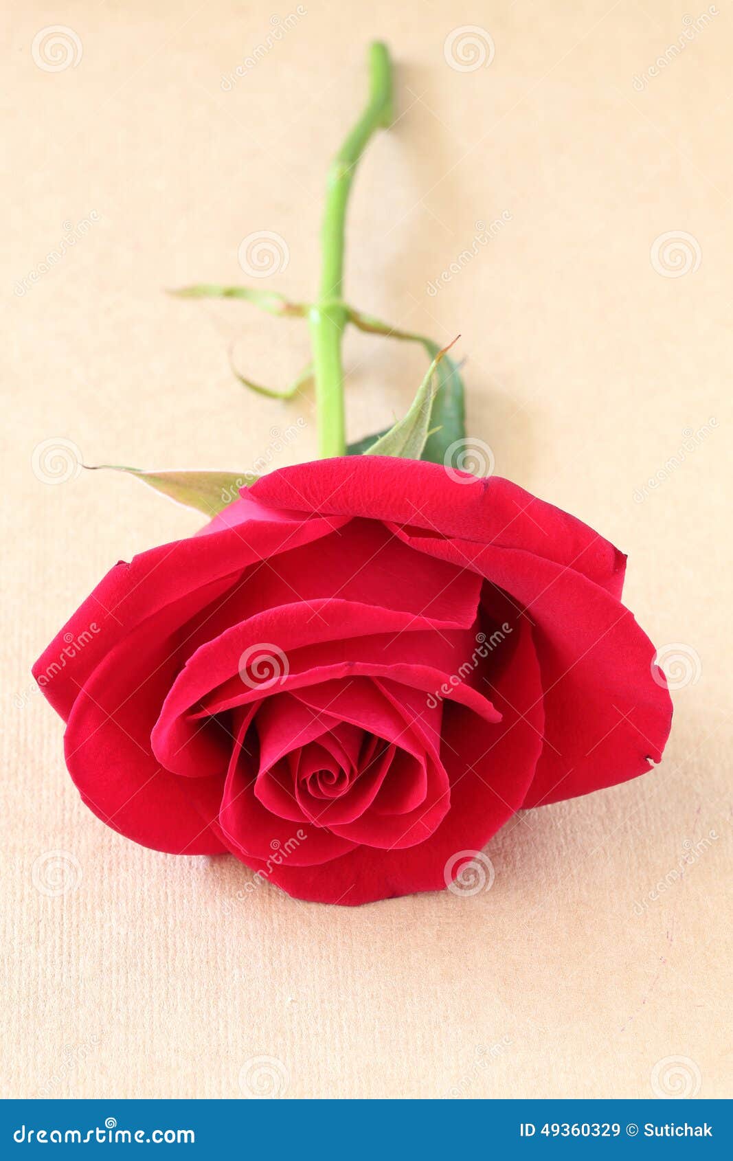 Red Rose Flower on Blank Paper Page for Creative Stock Image - Image of ...