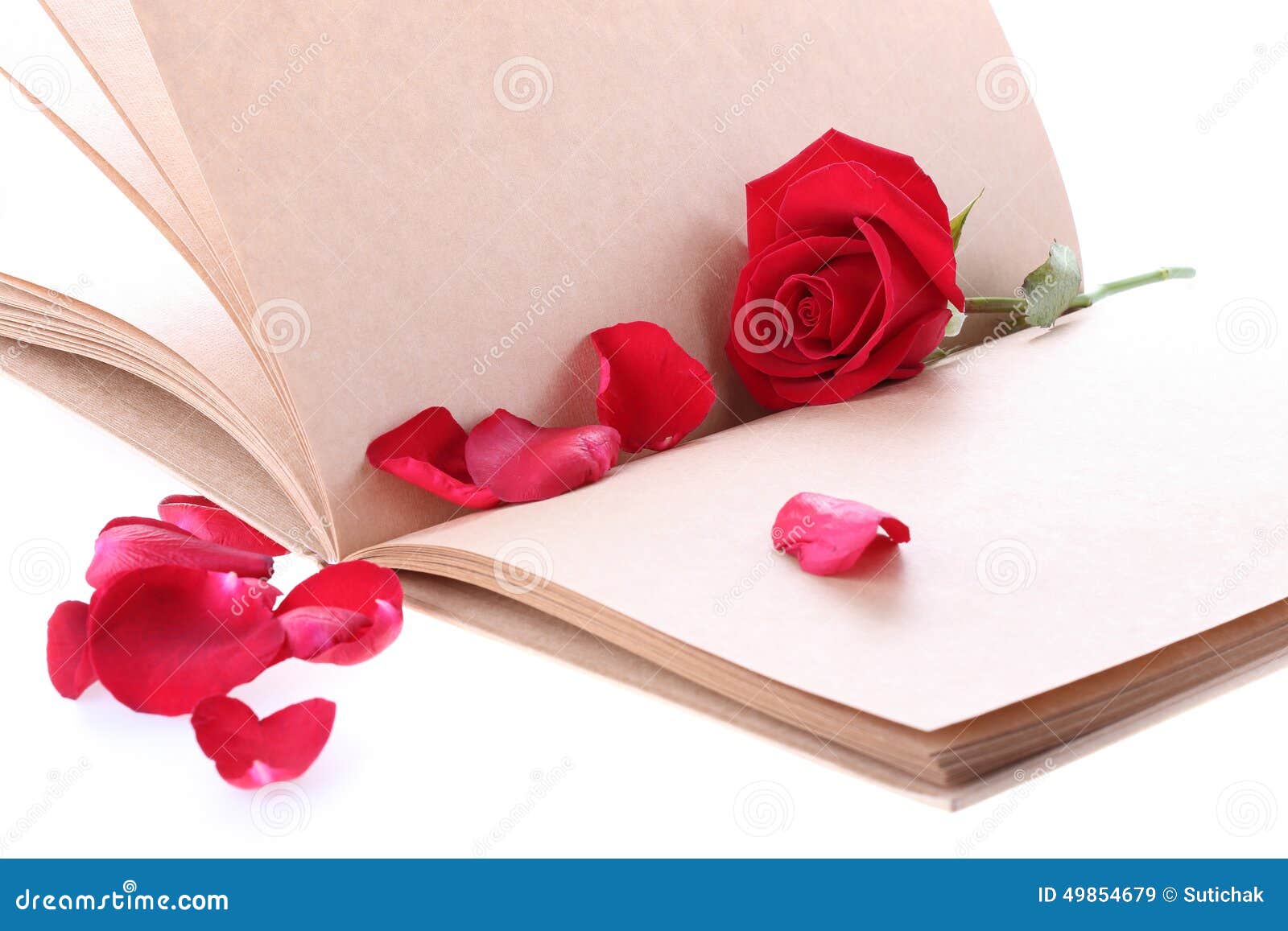 Red Rose Flower on Blank Paper Page for Creative Stock Image - Image of ...