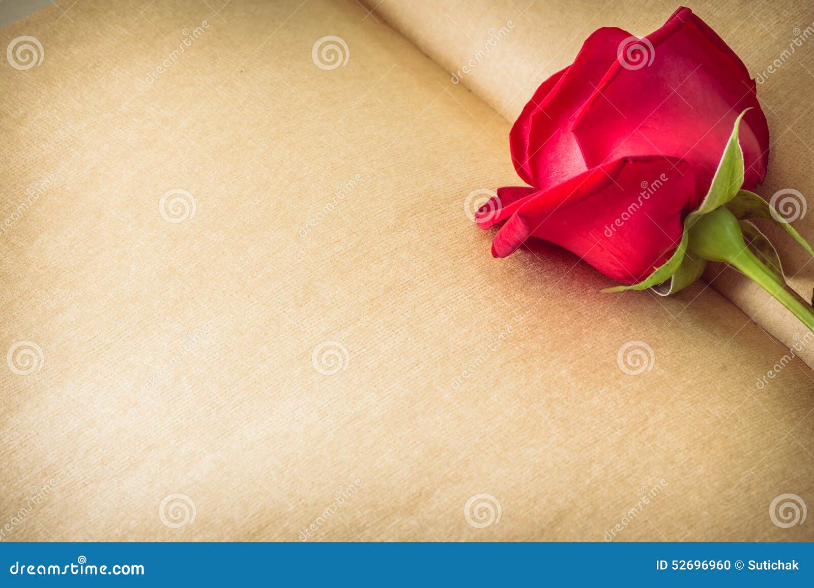 Red Rose Flower on Blank Paper Page for Creative Stock Photo - Image of ...