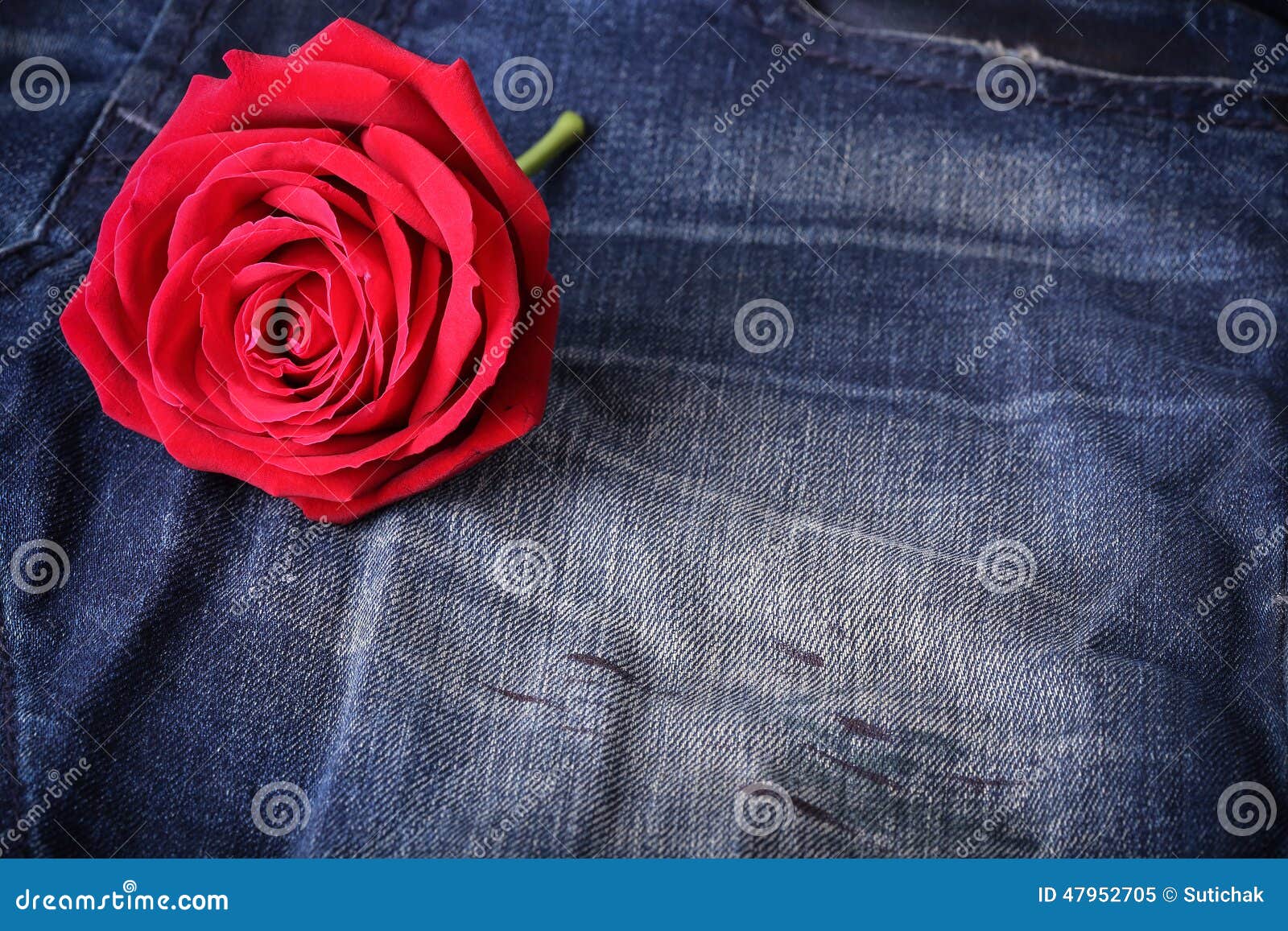 Red Rose Flower on Blue Jeans Stock Image - Image of floral, flower ...