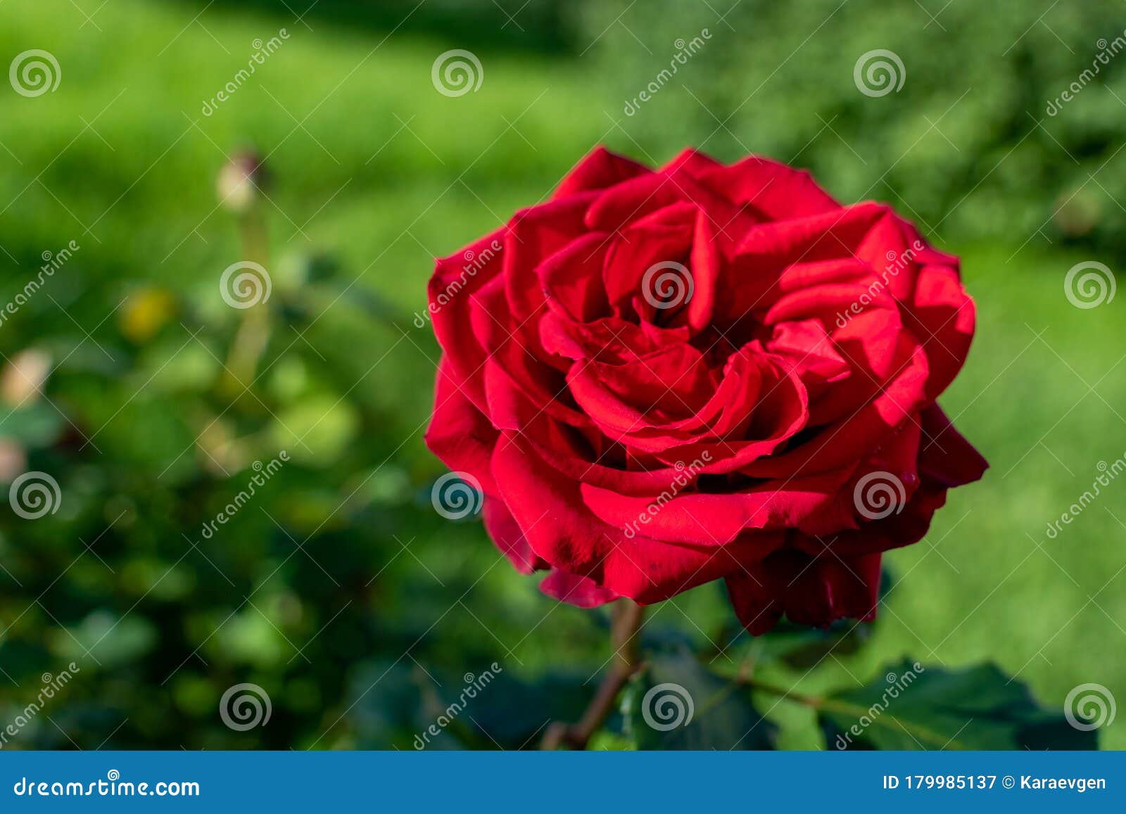 Red Rose Flower on Blurred Backdrop in the Garden. Nature Background ...