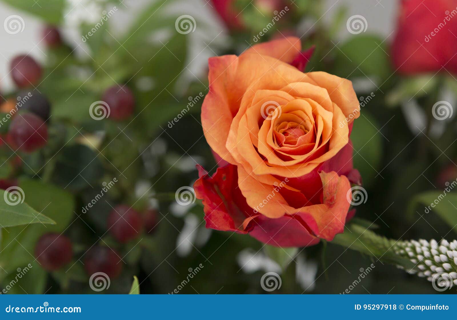 Red Rose in Flower Bouquest Stock Photo - Image of wedding, romantic ...