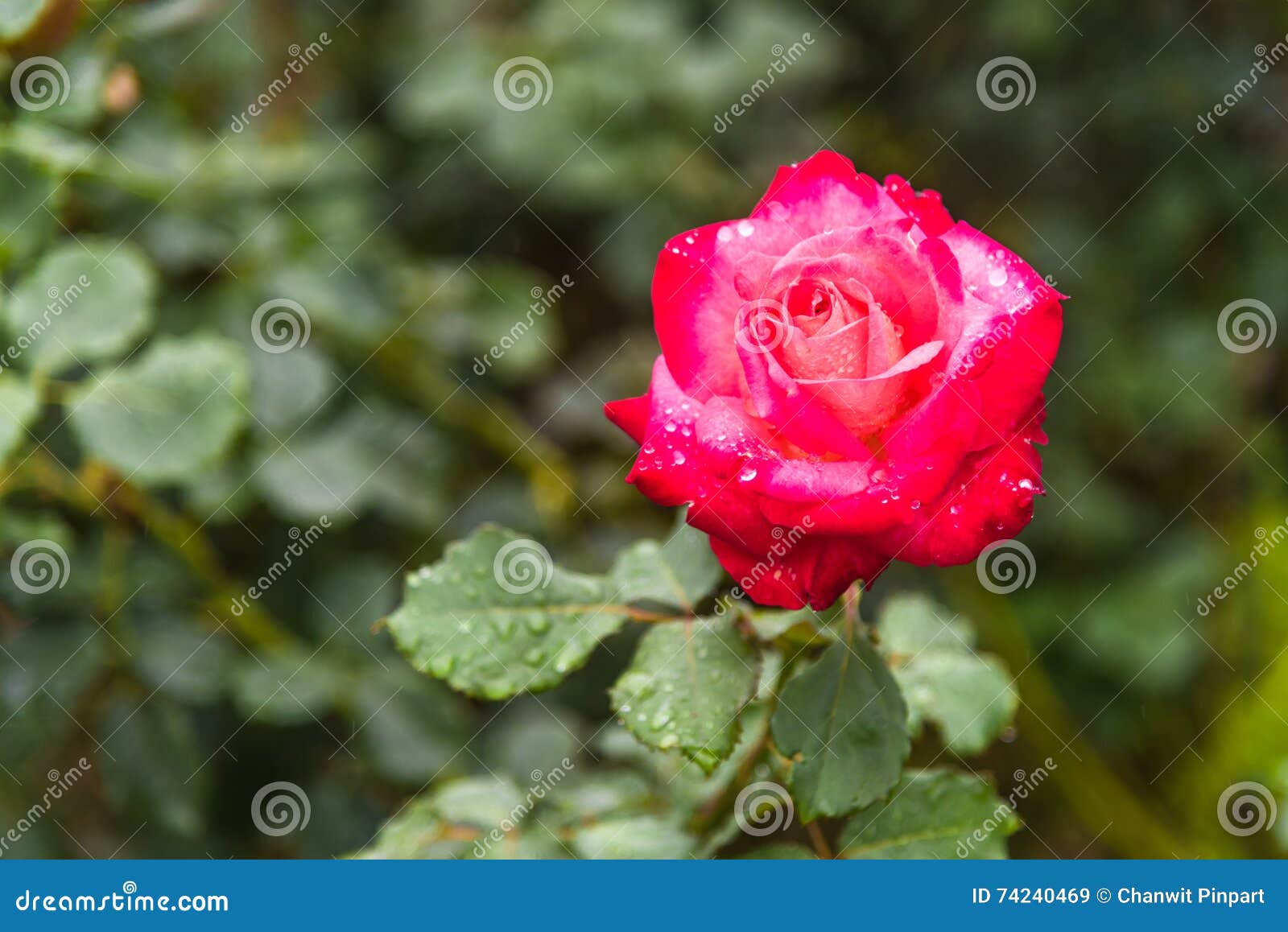 Red Rose Flower on Branch with Drops of Dew in Garden Stock Image ...