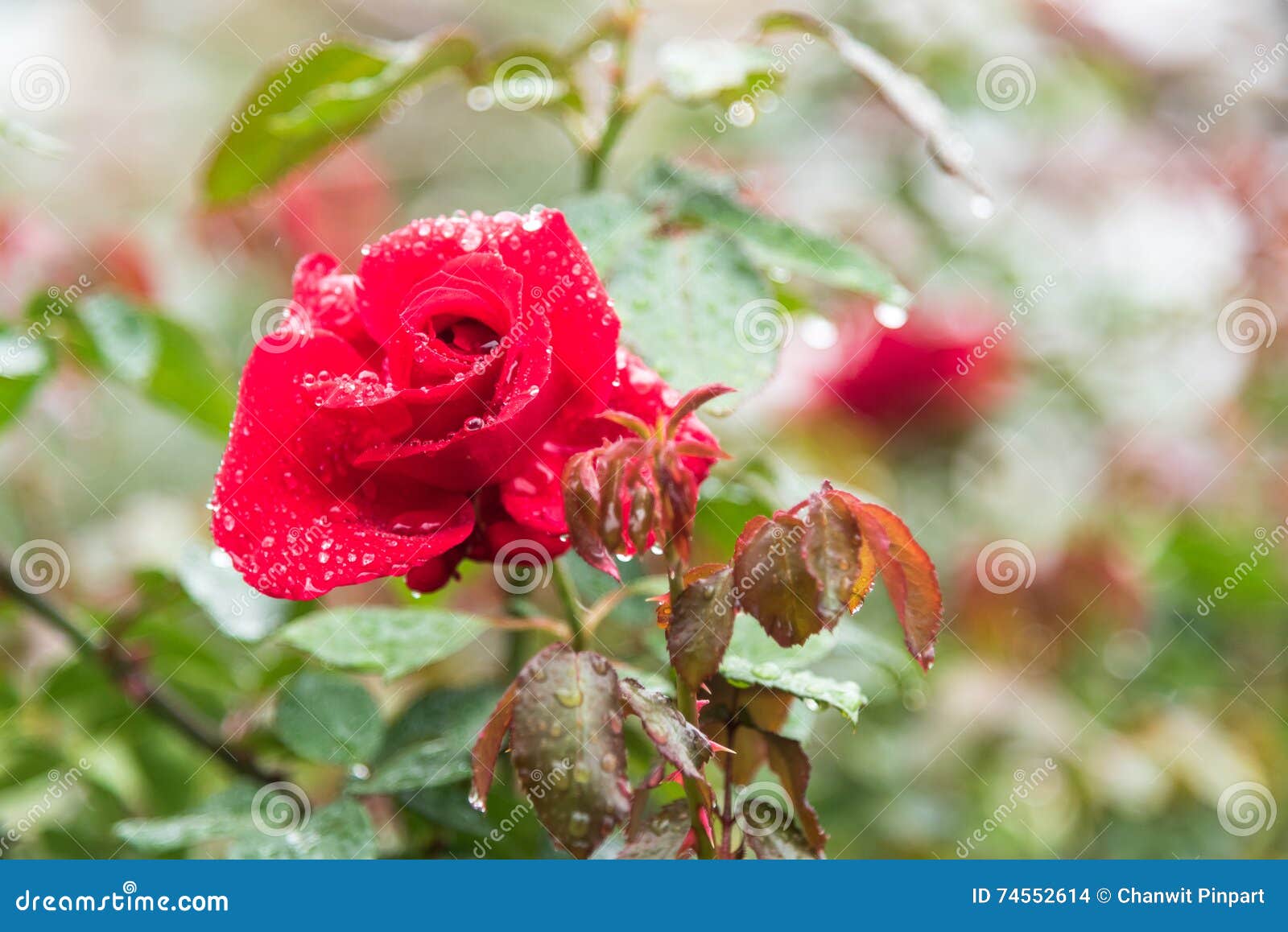Red Rose Flower on Branch with Drops of Dew in Garden Stock Photo ...