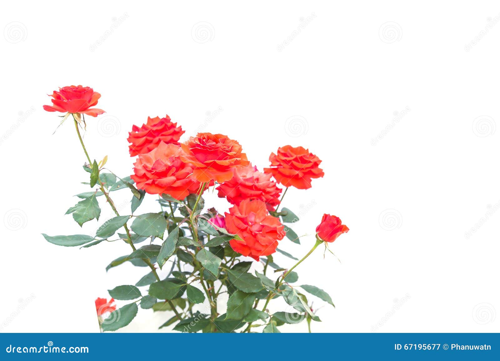 Red Rose Flower on Branch and Leaf Isolated on White Stock Image ...
