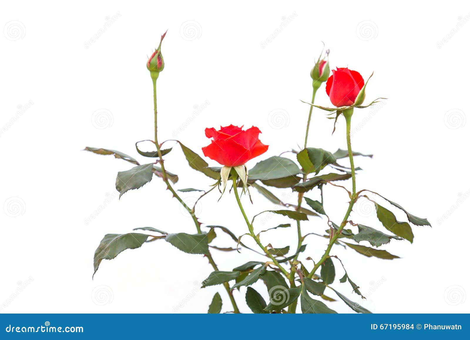 Red Rose Flower on Branch and Leaf Isolated on White Stock Photo ...