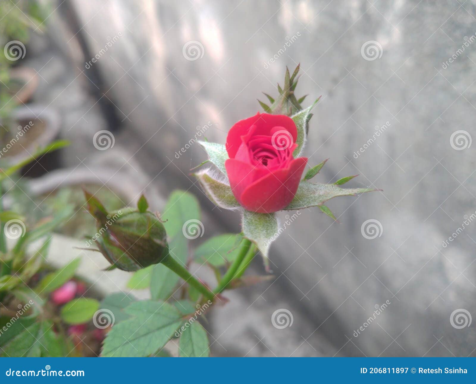 Red Rose Flower Buds stock image. Image of buds, rose - 206811897