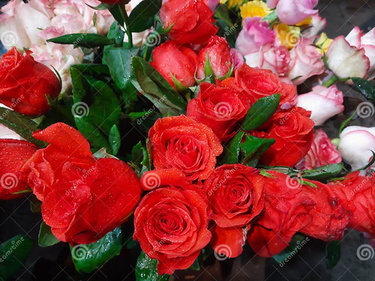 This is Red Rose Flower Buke Stock Image - Image of buke, couples ...