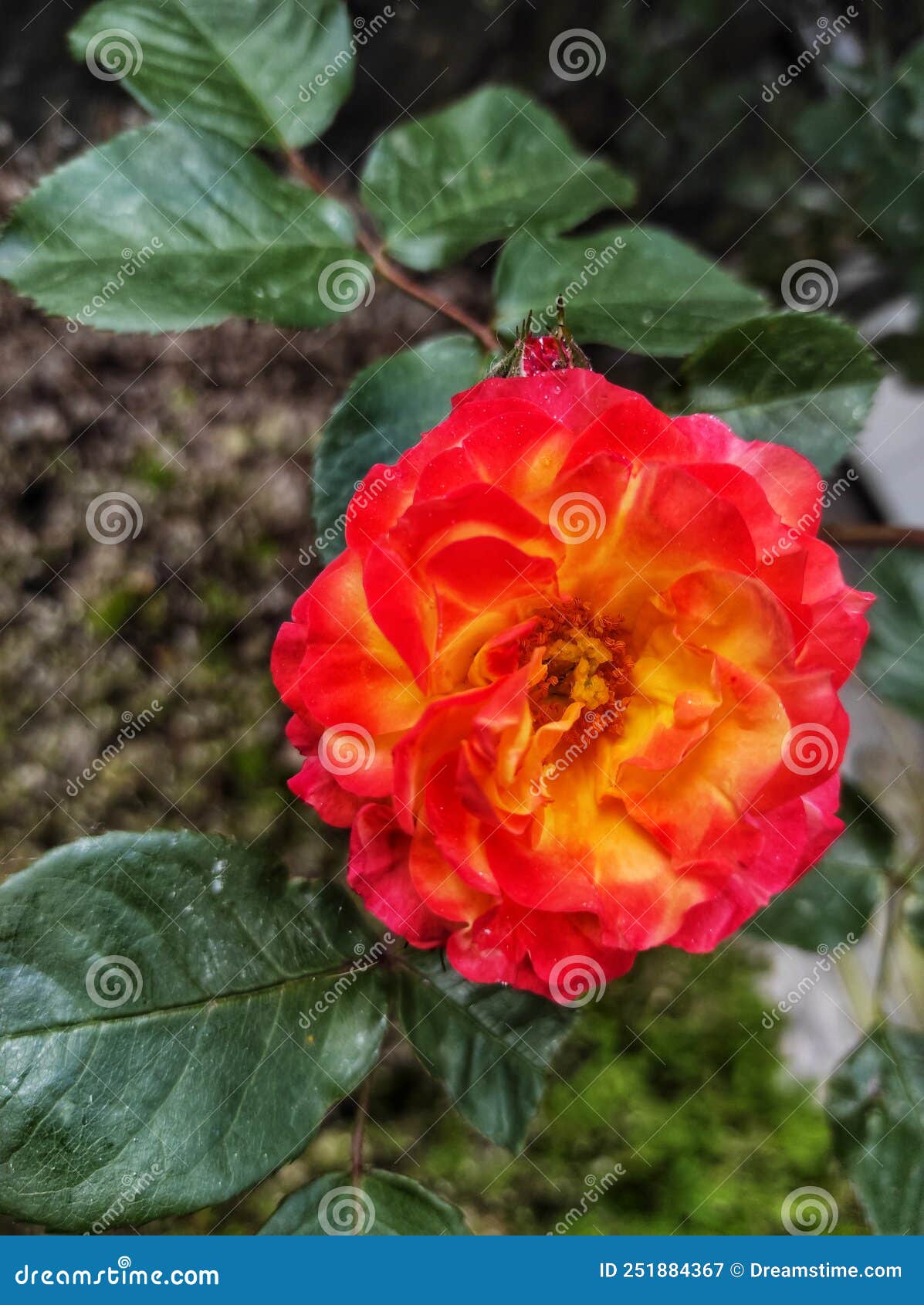 Red Rose Flower Burning Fire Flame Stock Image - Image of fire, burning ...