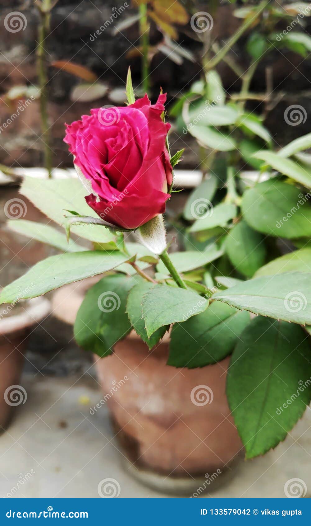Red Rose Flower in Clay Pot Stock Photo - Image of hindu, earthen ...