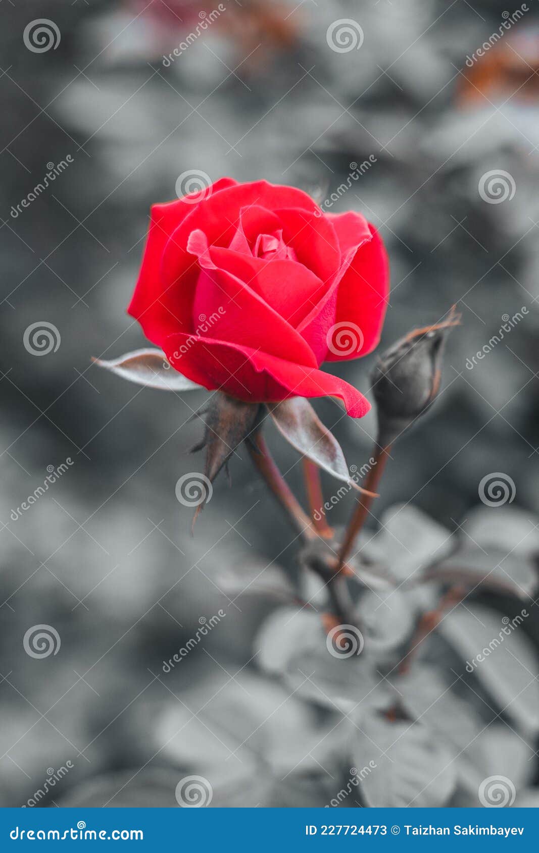 Red rose flower close up stock image. Image of micro - 227724473