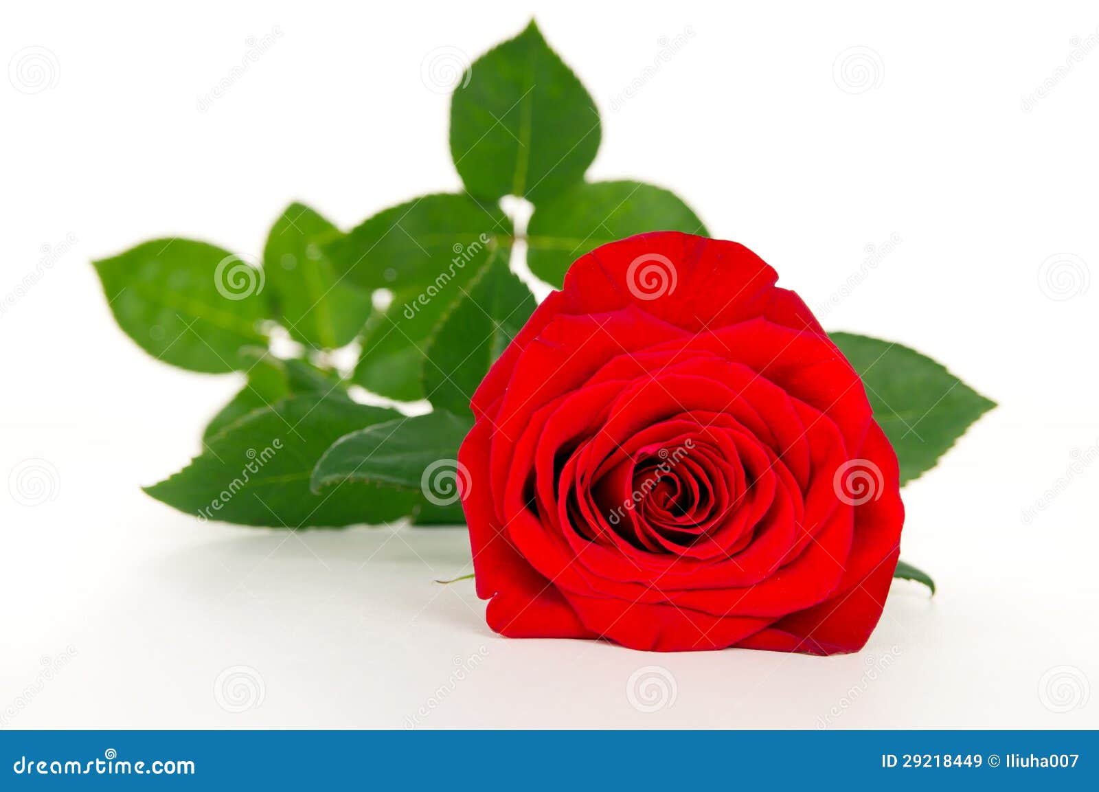 Red rose flower close-up stock image. Image of blossom - 29218449