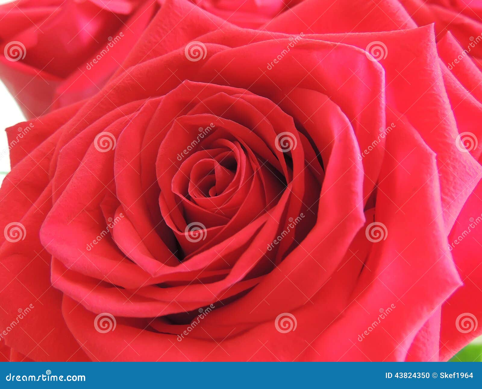 Red Rose Background for Cards, Covers, Banners. Stock Photo - Image of ...