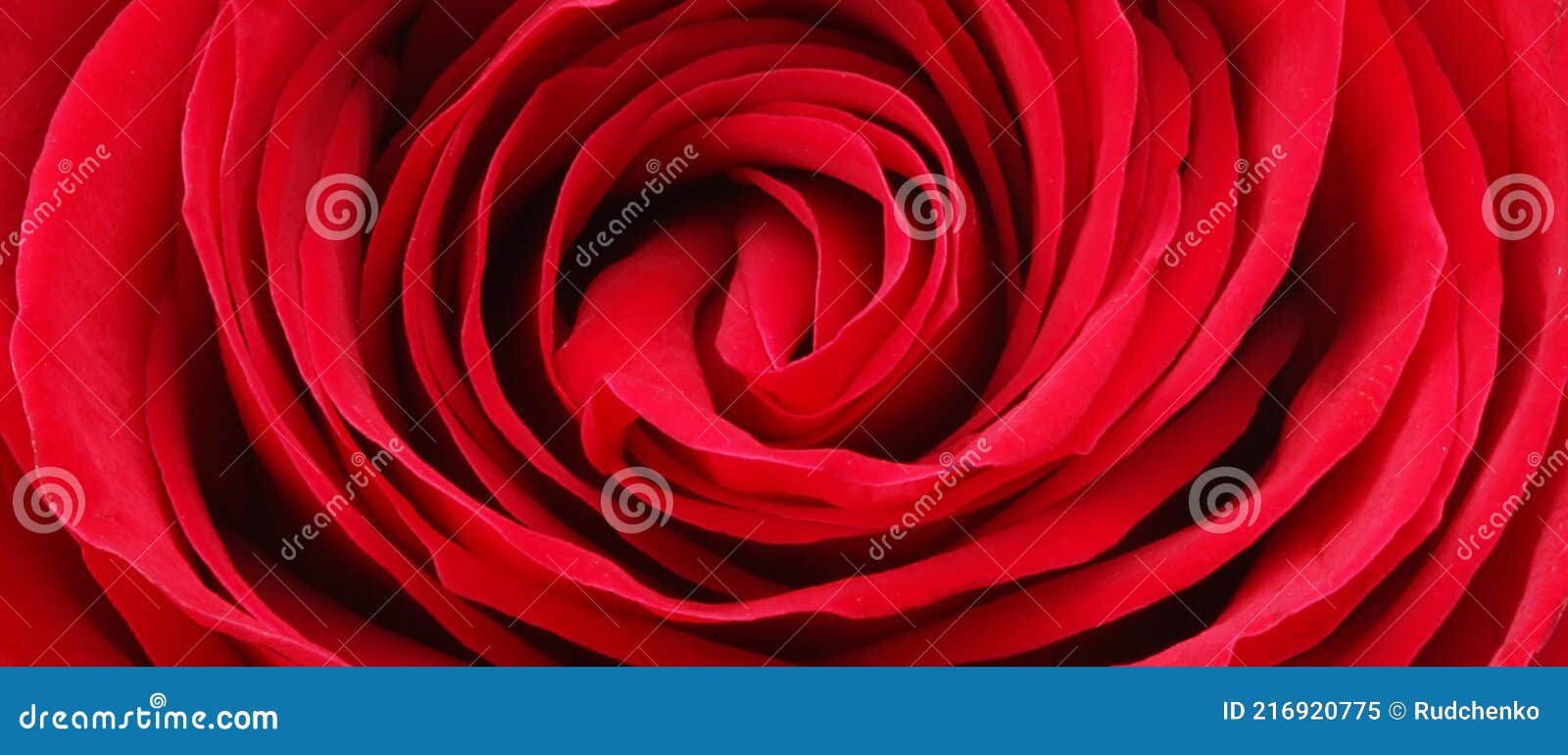 Red Rose Flower Close Up. Horizontal Nature Background Stock Image ...