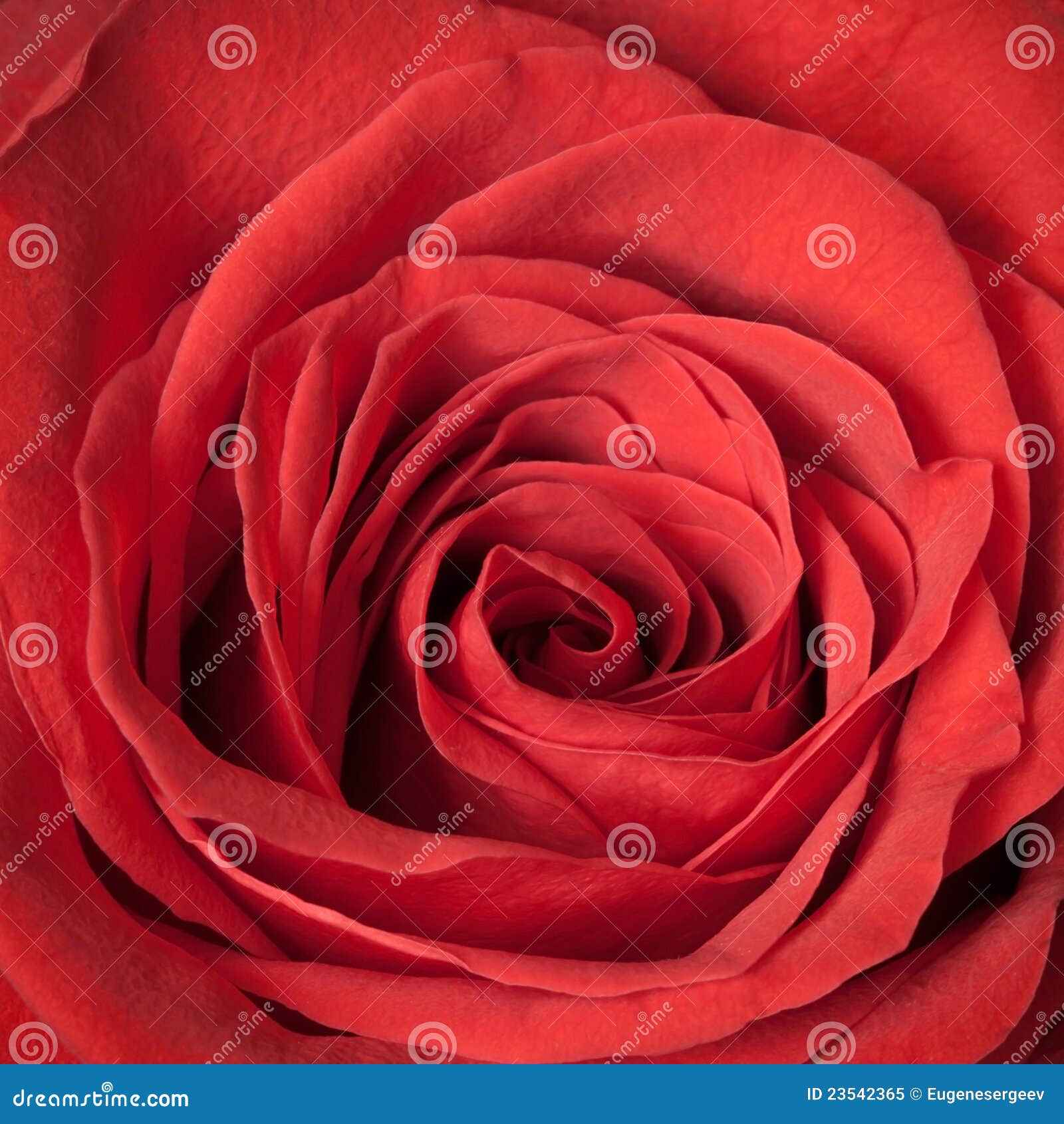 Red Rose Flower Close-up Photo Stock Image - Image of background ...