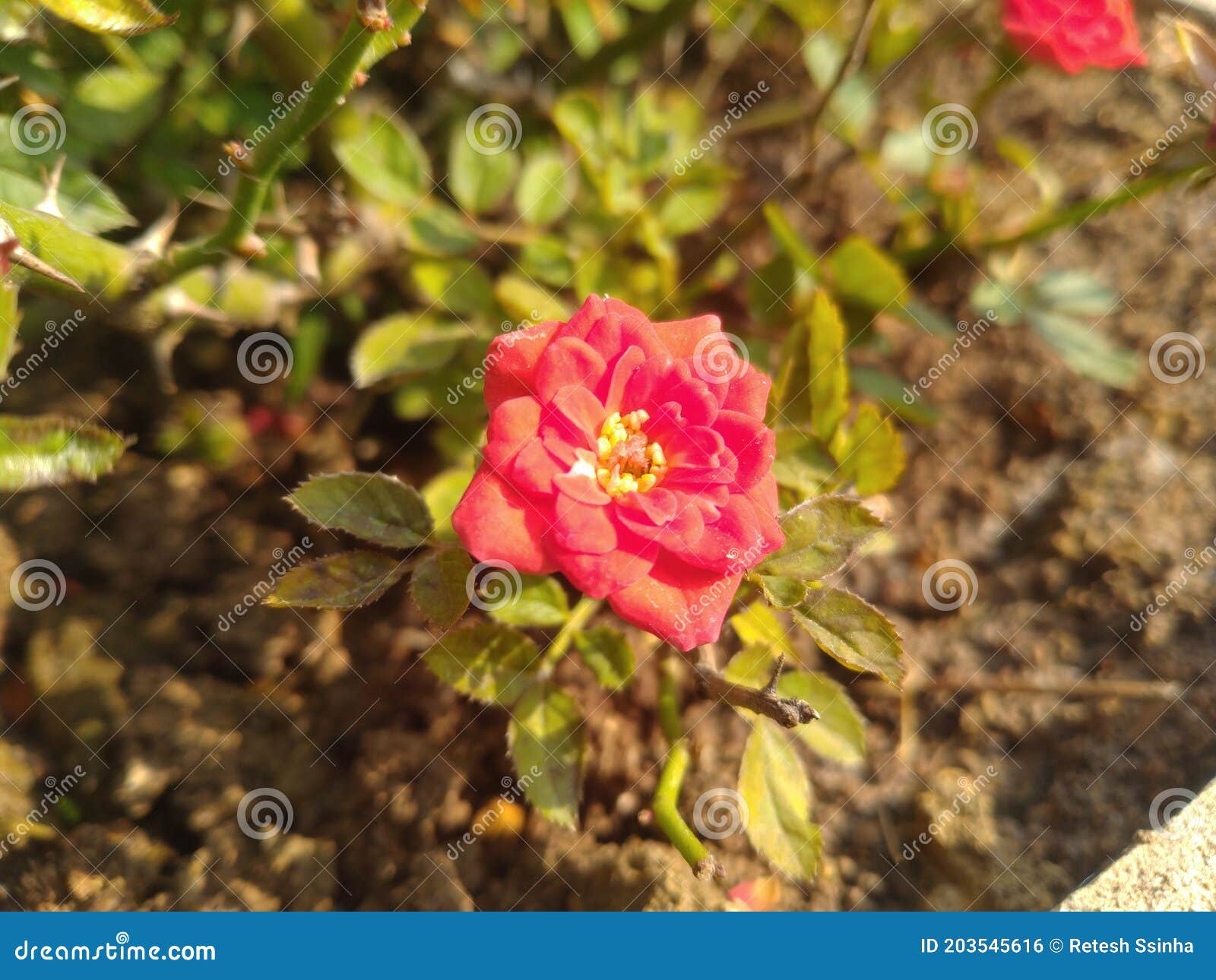 Red rose flower Closeup stock photo. Image of garden - 203545616