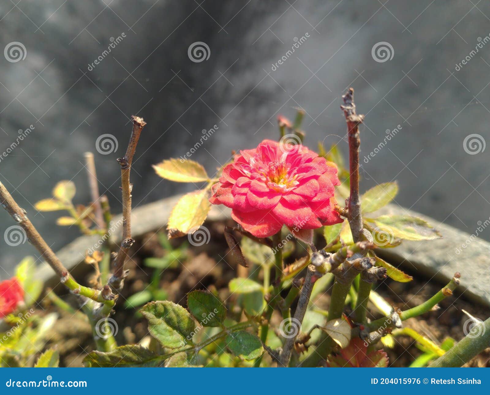 Red Rose Flower Closeup stock photo. Image of shrub - 204015976