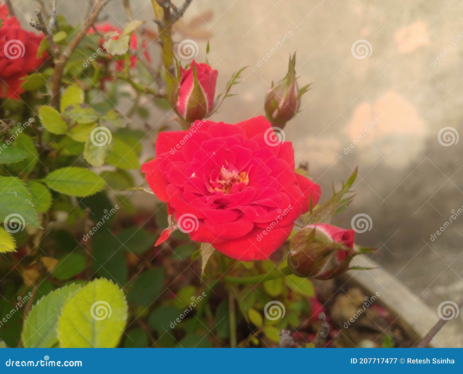Red Rose Flower Closeup stock image. Image of blossom - 207717477