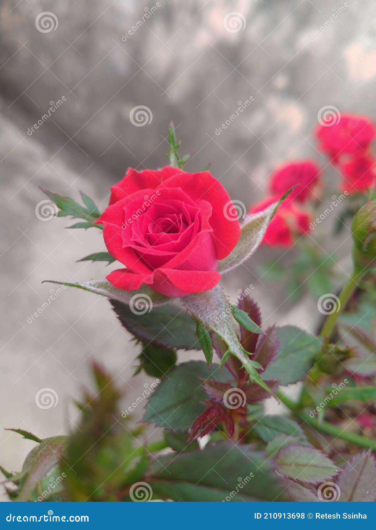 Red Rose Flower Closeup stock photo. Image of blossom - 210913698