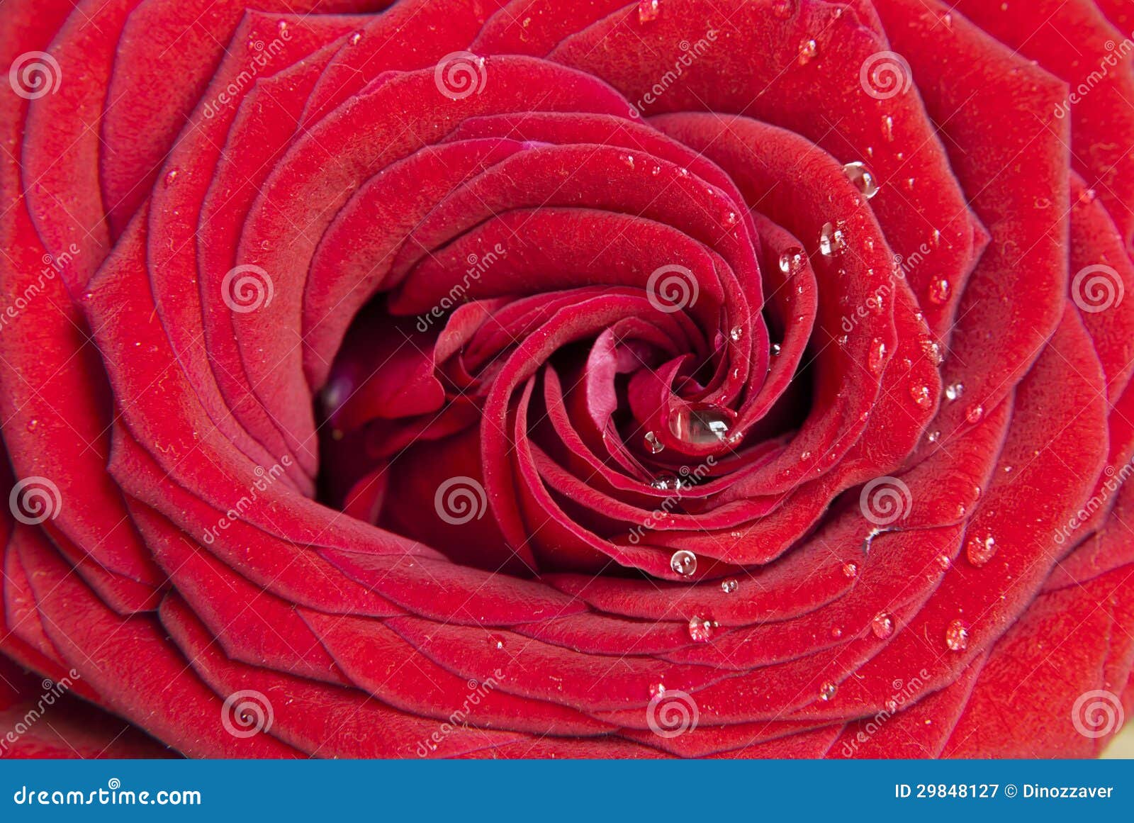 Red rose flower closeup stock image. Image of leaf, floral - 29848127