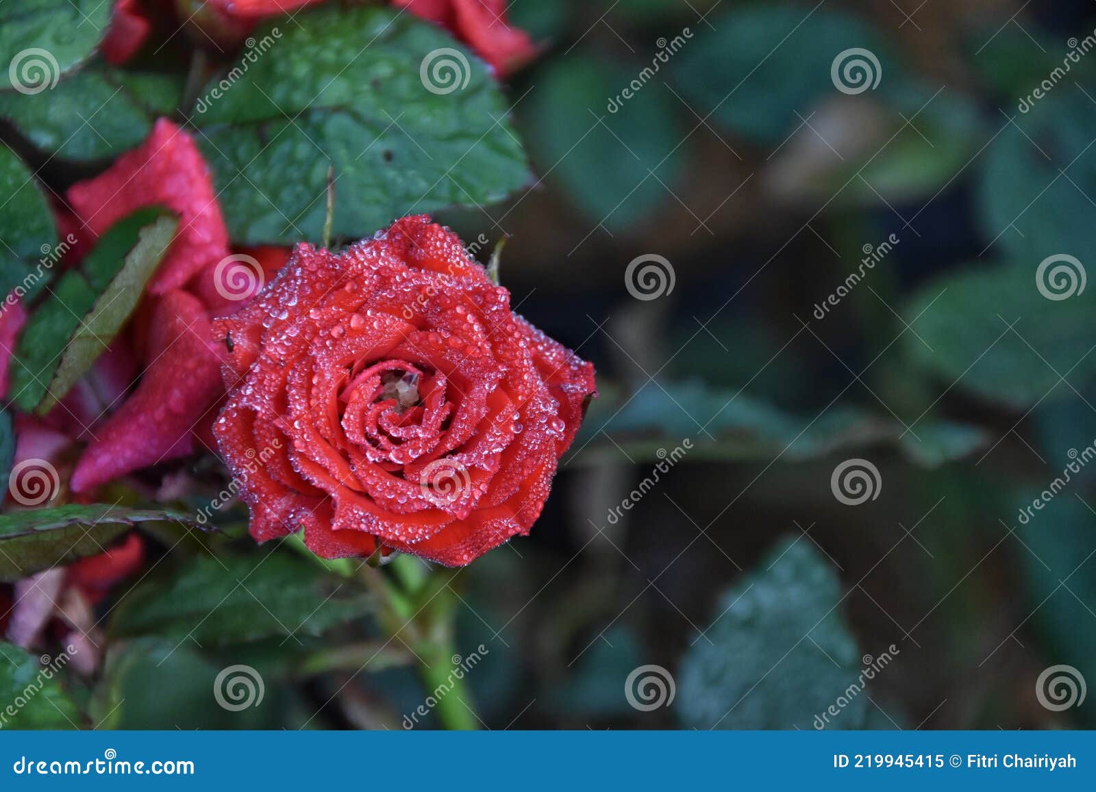 Red Rose Flower with Dew Drops Stock Image - Image of rose, landscape ...