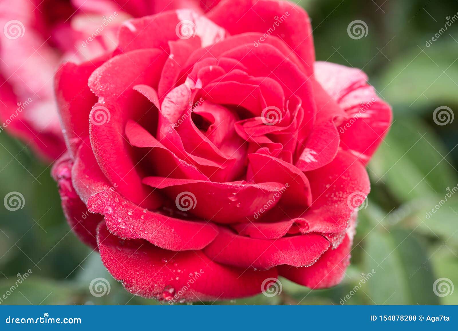 Red Rose Flower with Dew Drops Macro Stock Photo - Image of flower ...