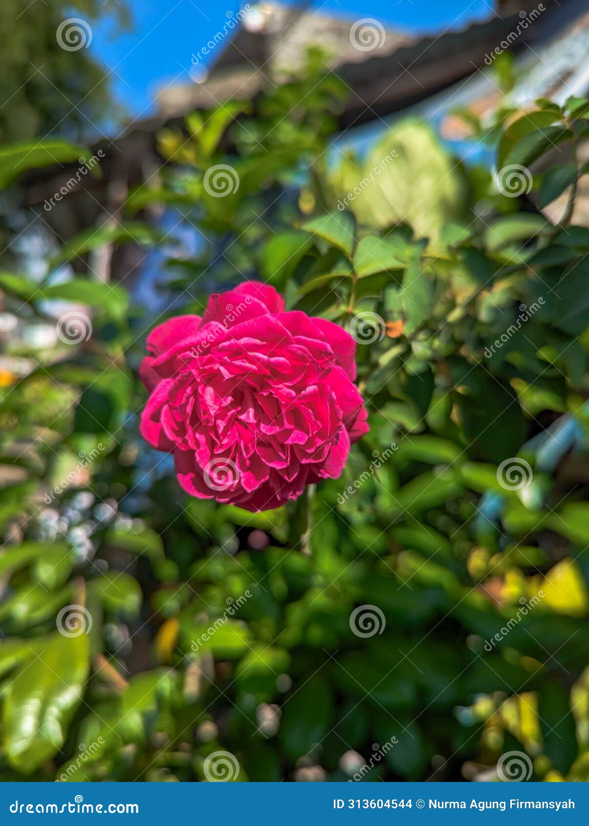 A Red Rose Flower Exposed To Sunlight Stock Photo - Image of plant ...