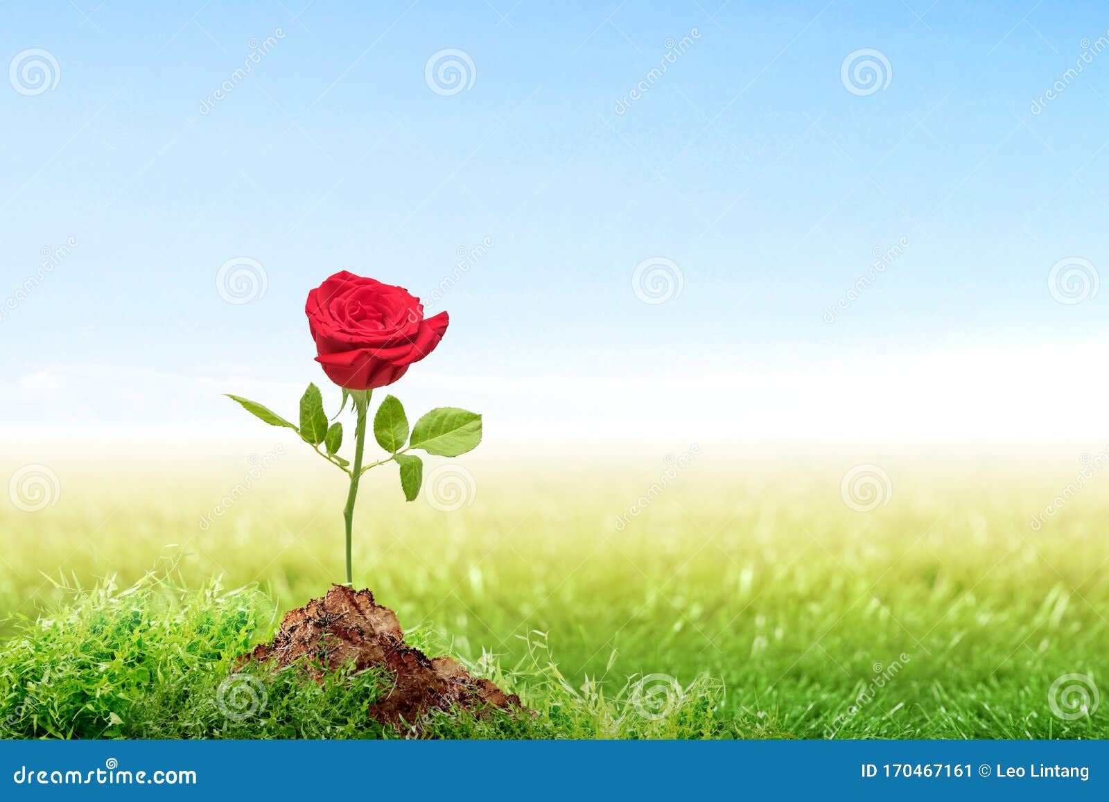 Red Rose Flower on the Field Stock Image - Image of garden, closeup ...