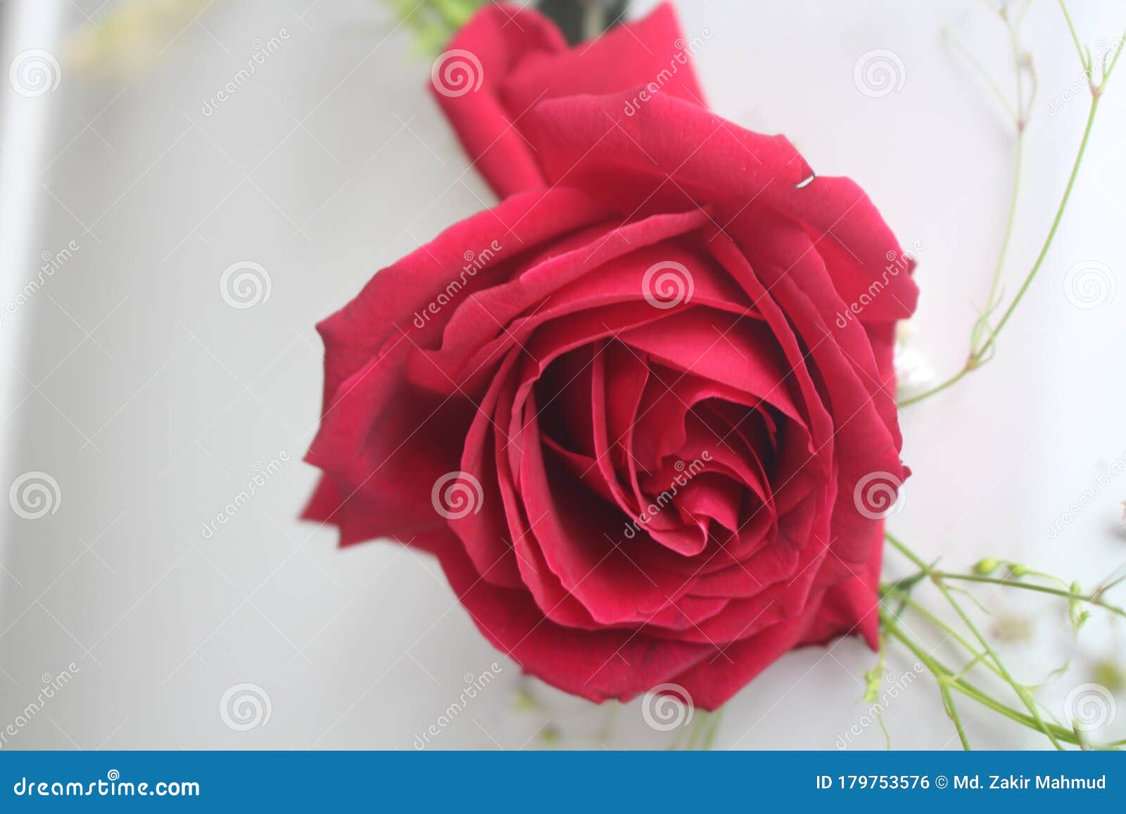 Red Rose Flower Focused on a Weeding Program. Stock Photo - Image of ...