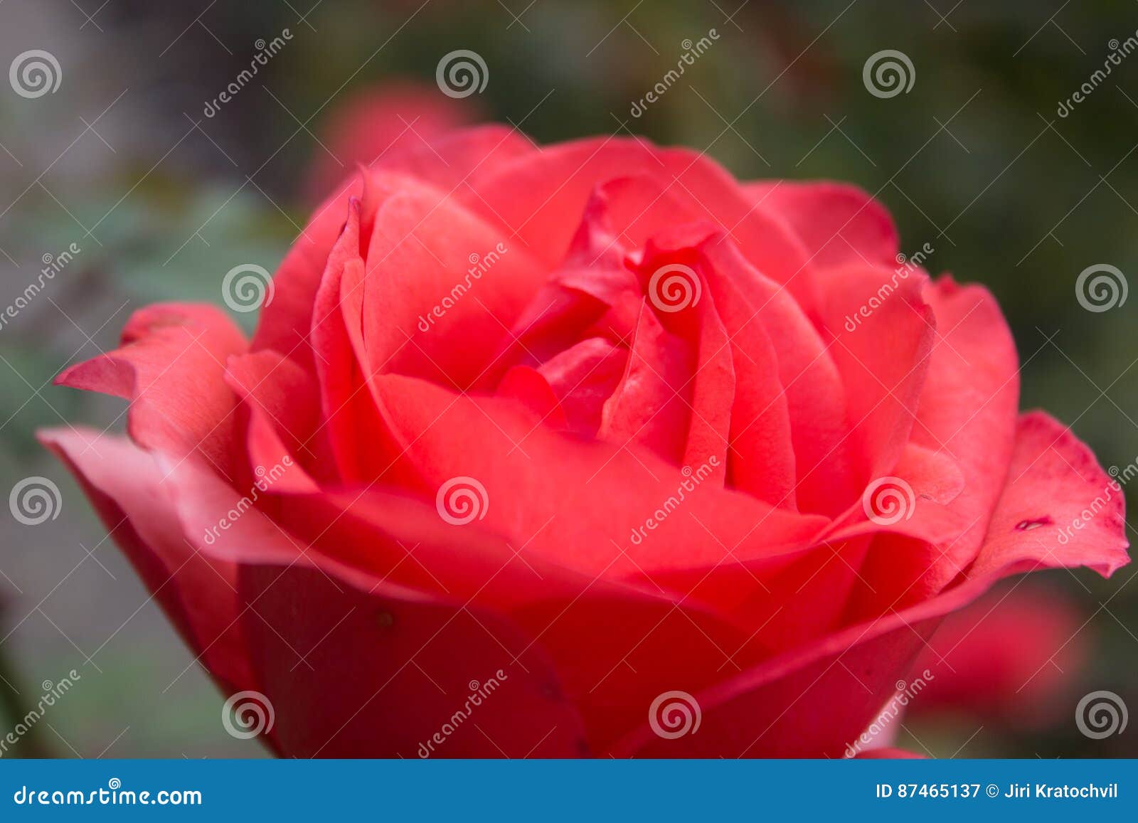 Boder Rose Stock Photos - Free & Royalty-Free Stock Photos from Dreamstime