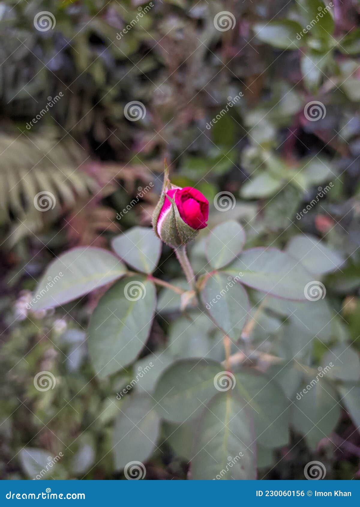 Red Rose Flower Front View stock photo. Image of view - 230060156