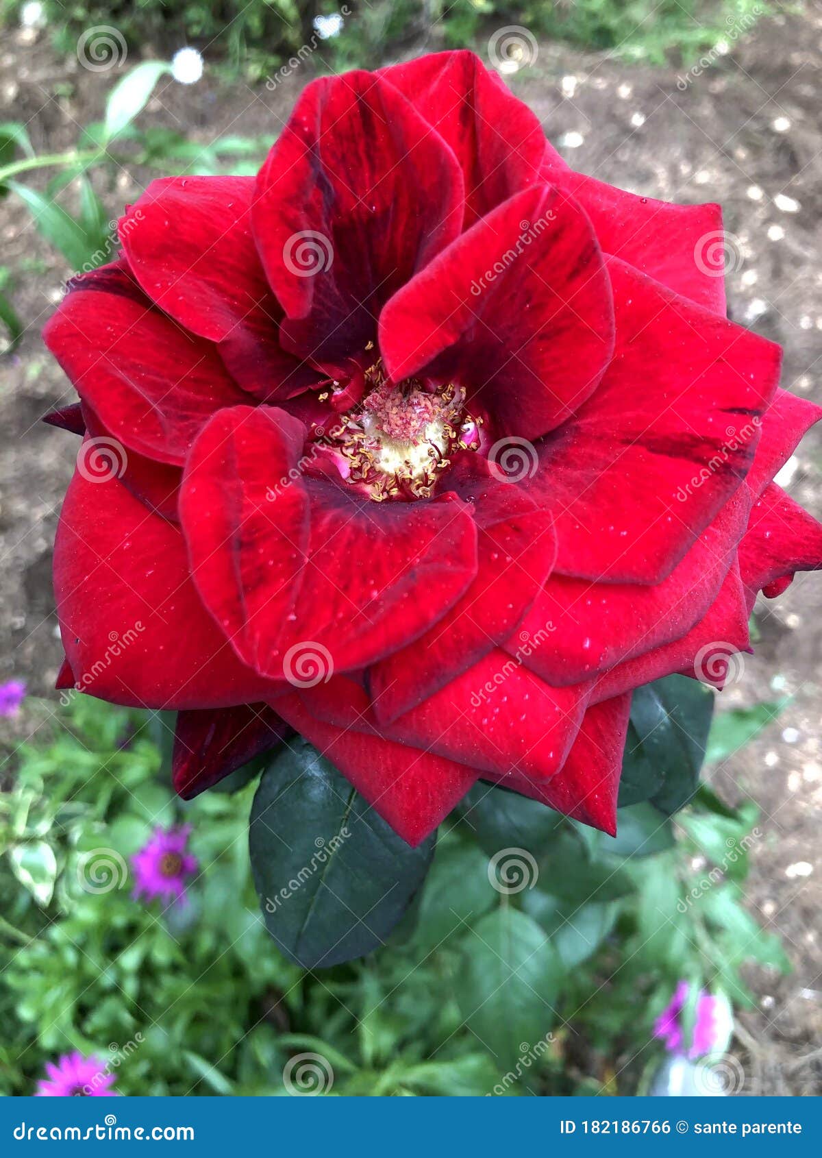Red Rose Flower in Full Bloom Stock Photo - Image of rose, flower ...
