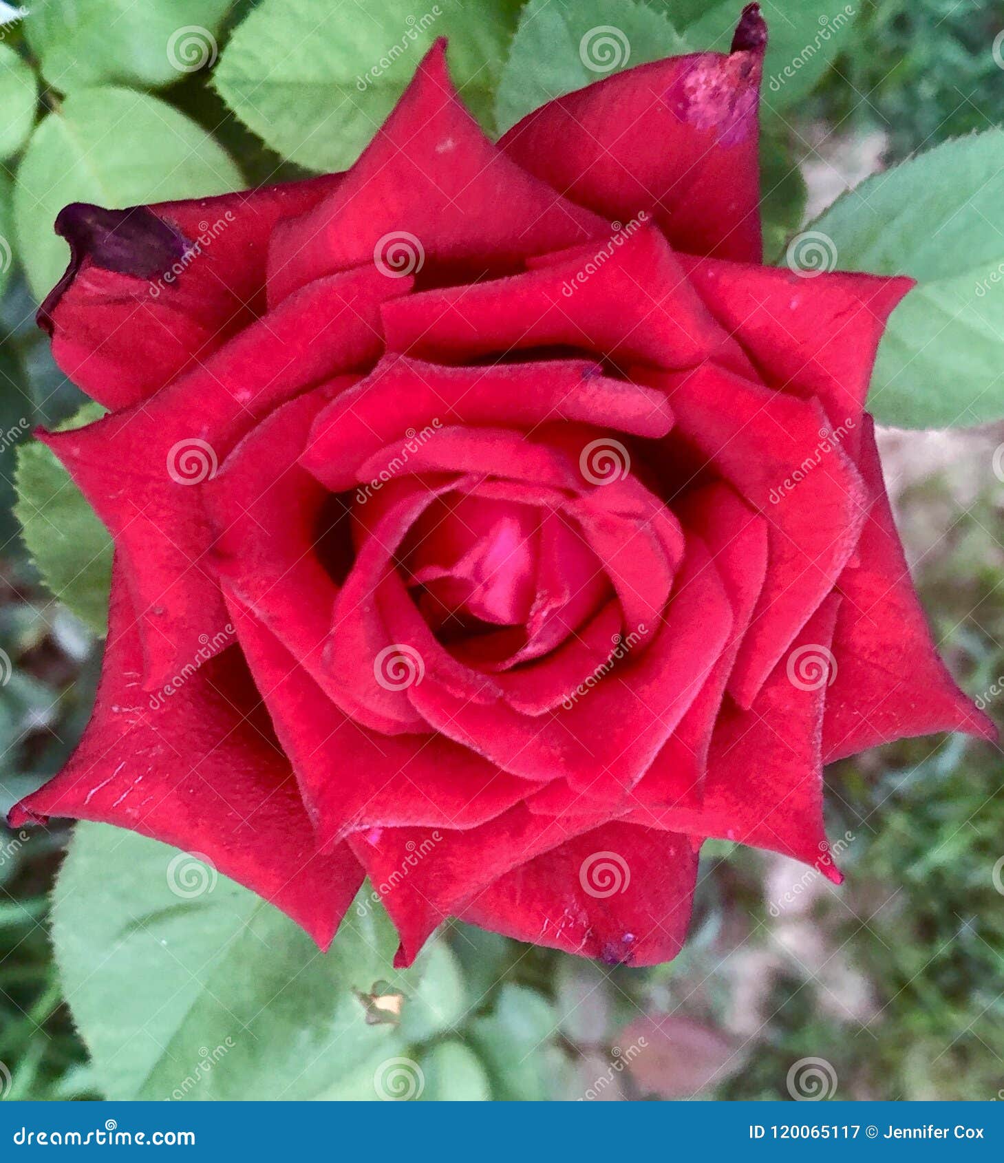 Rosey red stock image. Image of full, flower, rose, rosey - 120065117