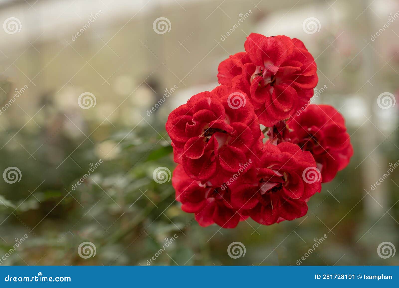 Red rose in flower garden stock image. Image of blossom - 281728101