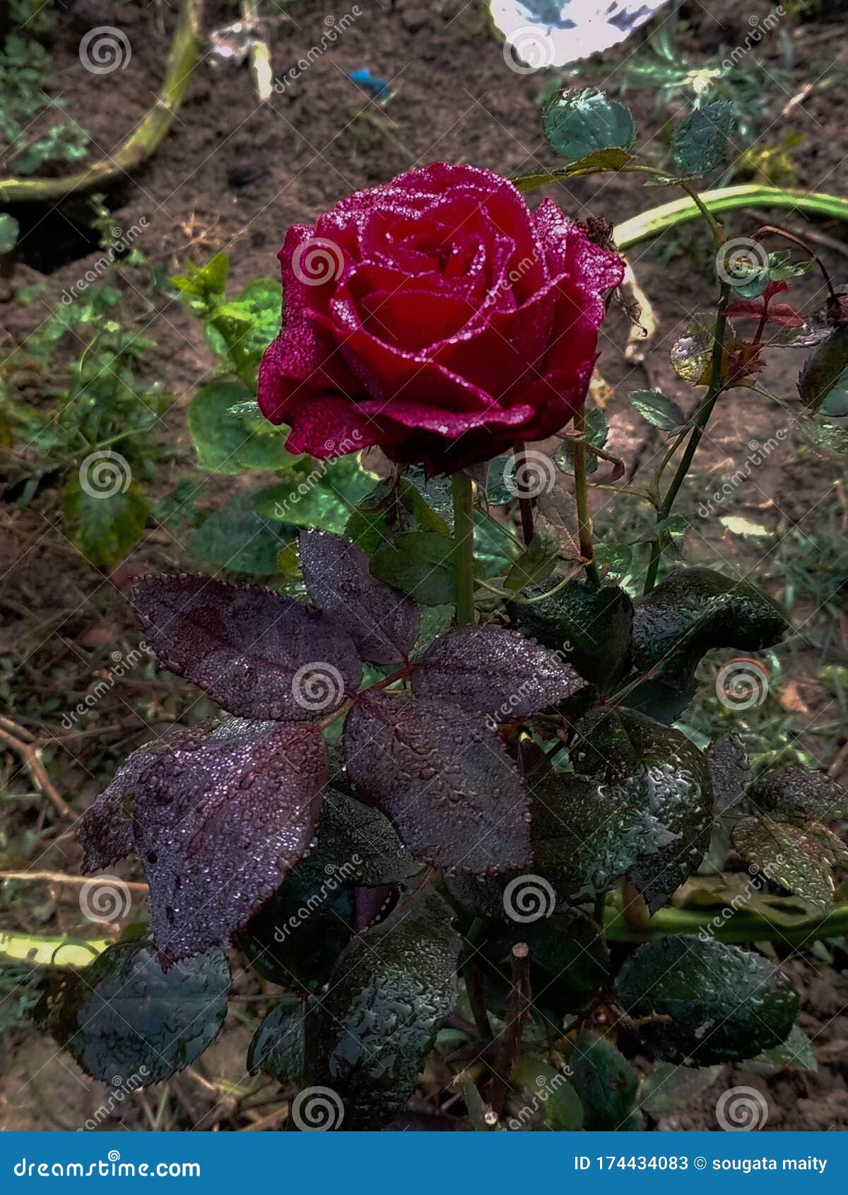 Red Rose Flower Garden Beautiful Stock Image - Image of flower ...