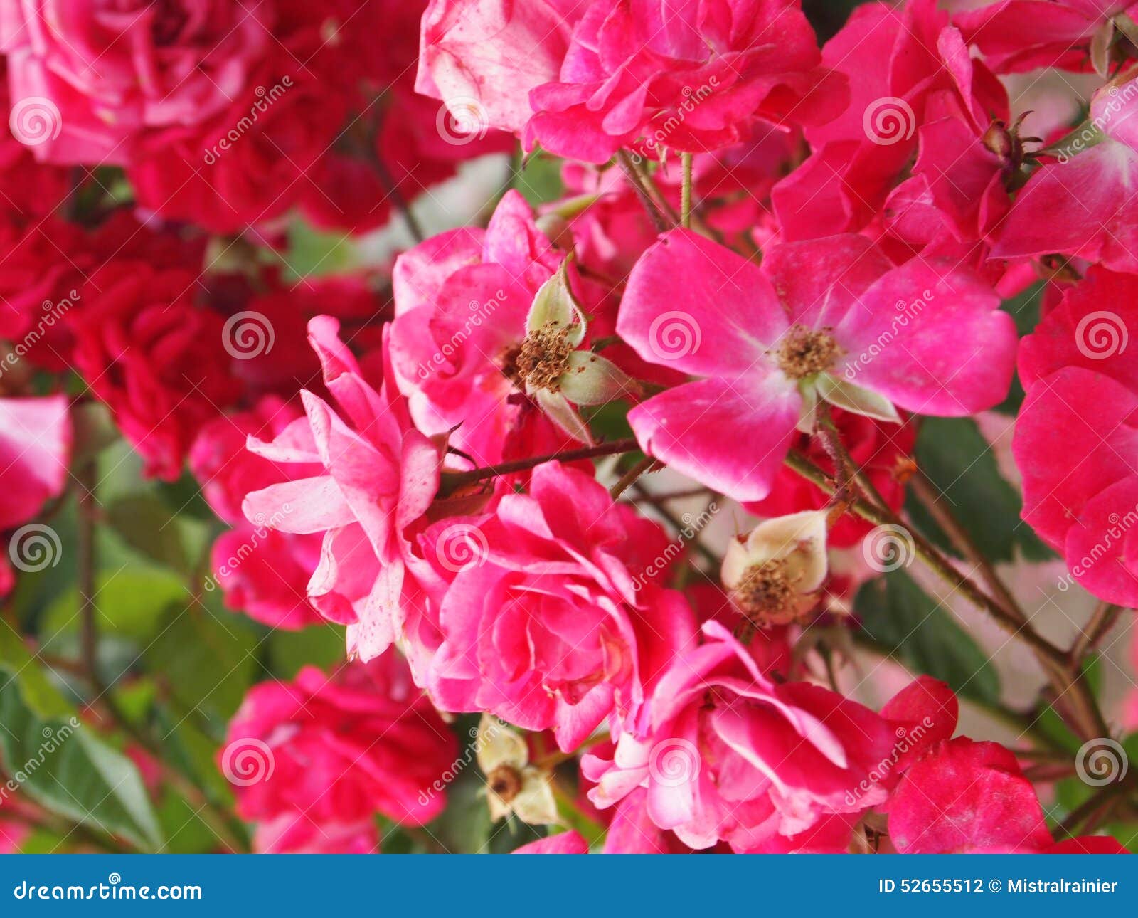 Red rose - flower garden stock photo. Image of water - 52655512