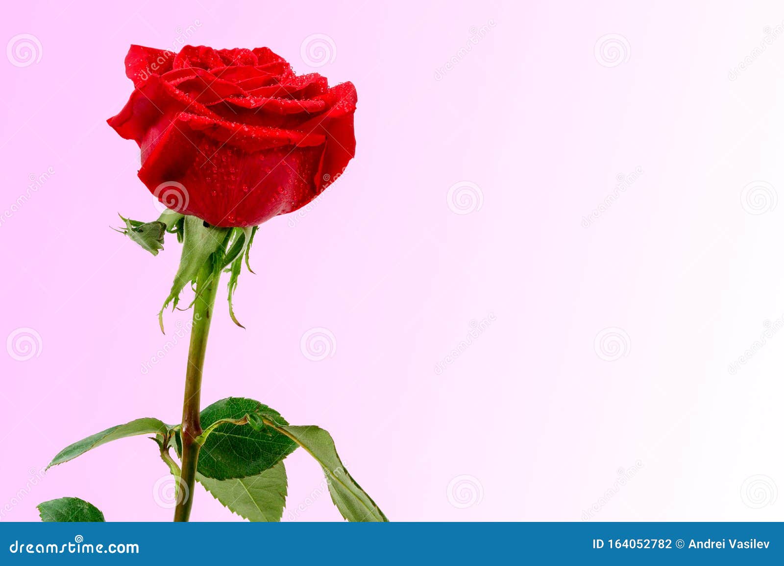 Red Rose Flower on a Gradient Rose Background, Closeup with Copy Space ...