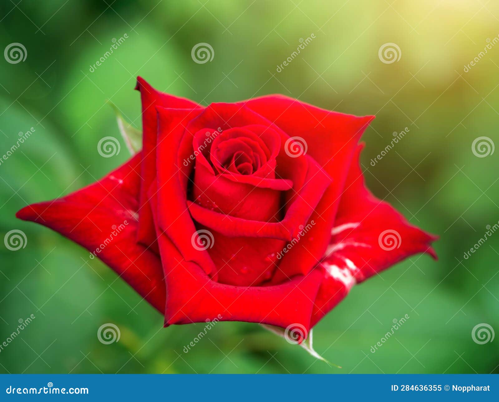 Dark Pink of Damask Rose Flower Stock Image - Image of roses, nature ...