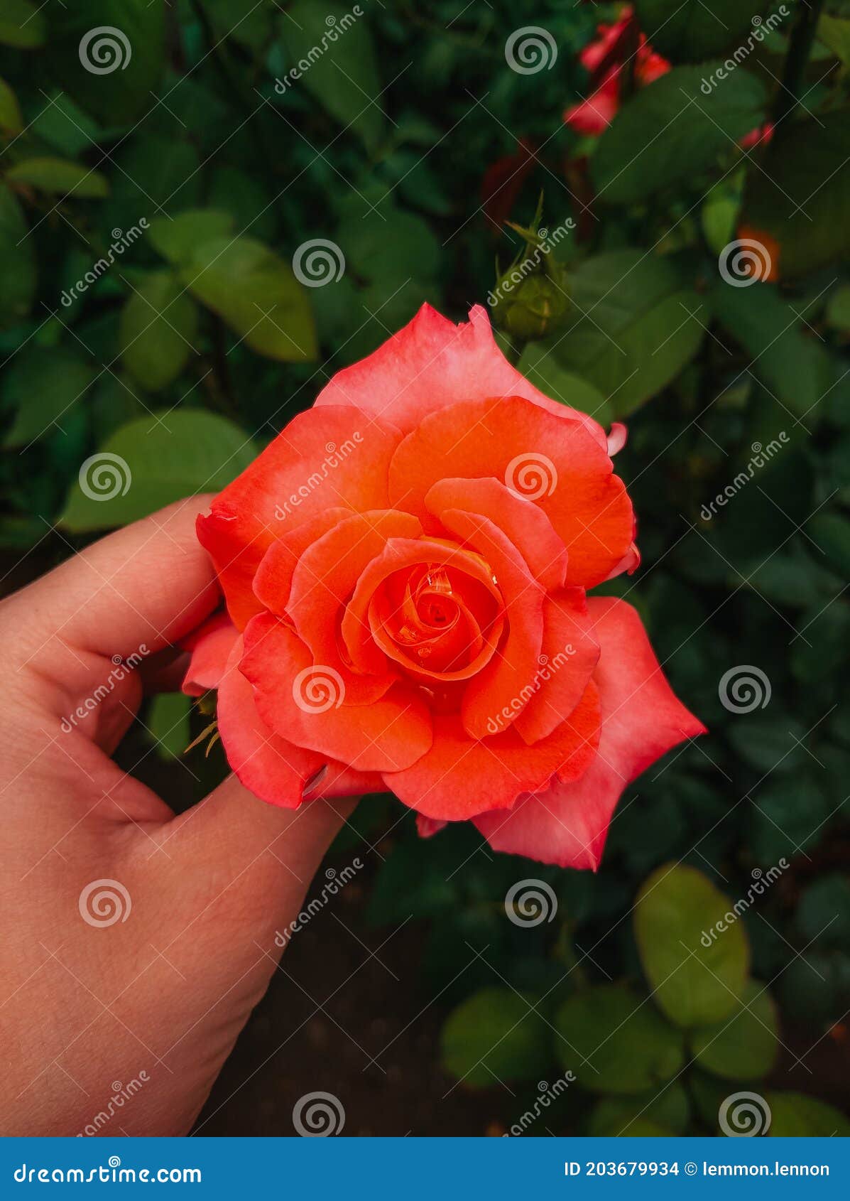 Red rose flower in hand stock photo. Image of hand, rose - 203679934