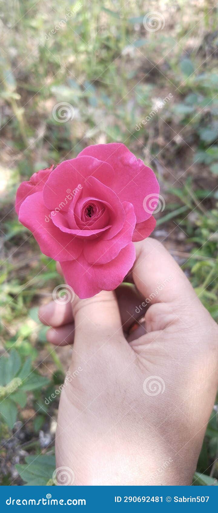 Red Rose flower with hand stock image. Image of pink - 290692481