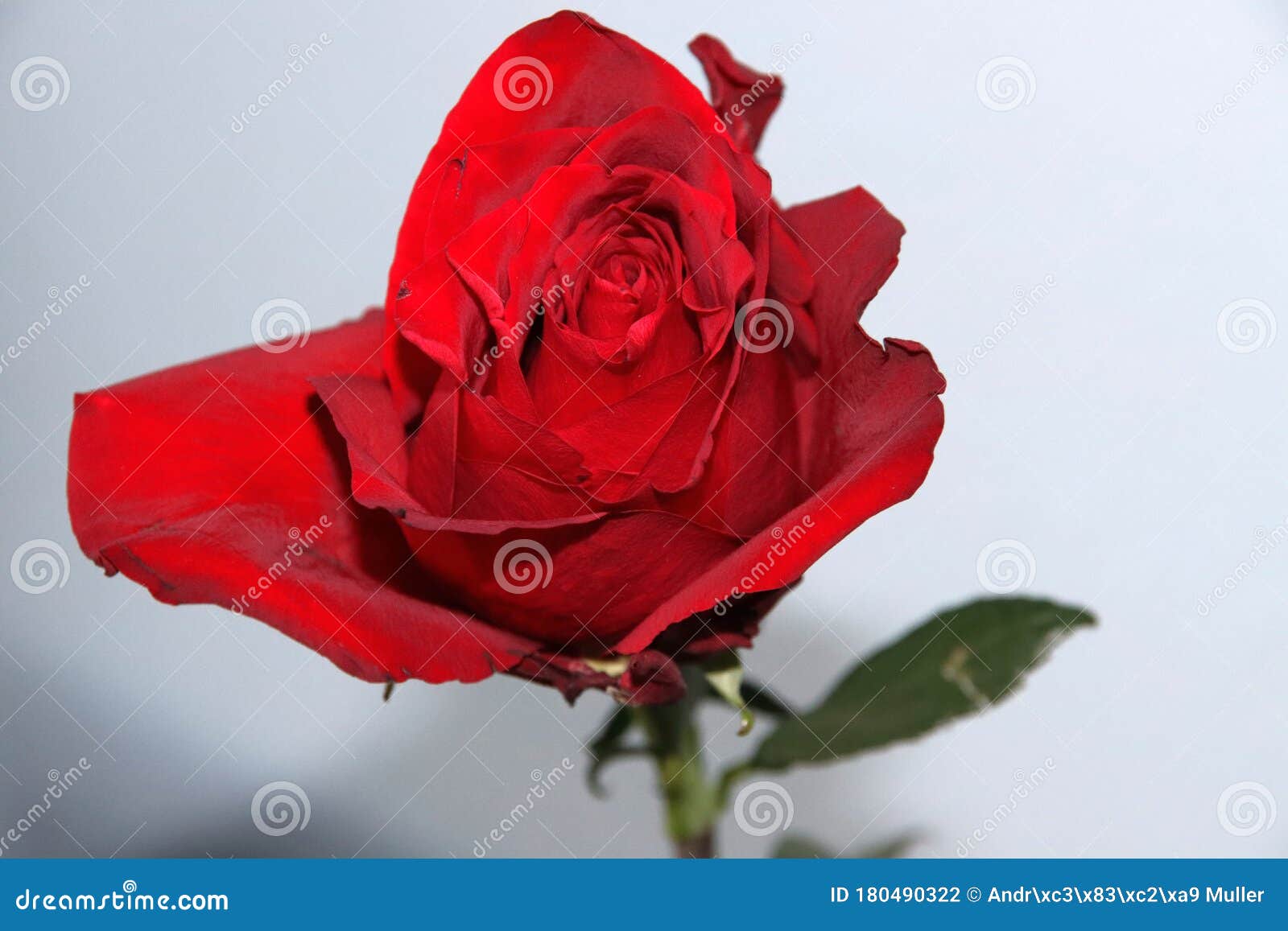 Red Rose Flower Head in Close-up View and Lightning by Flash Stock ...