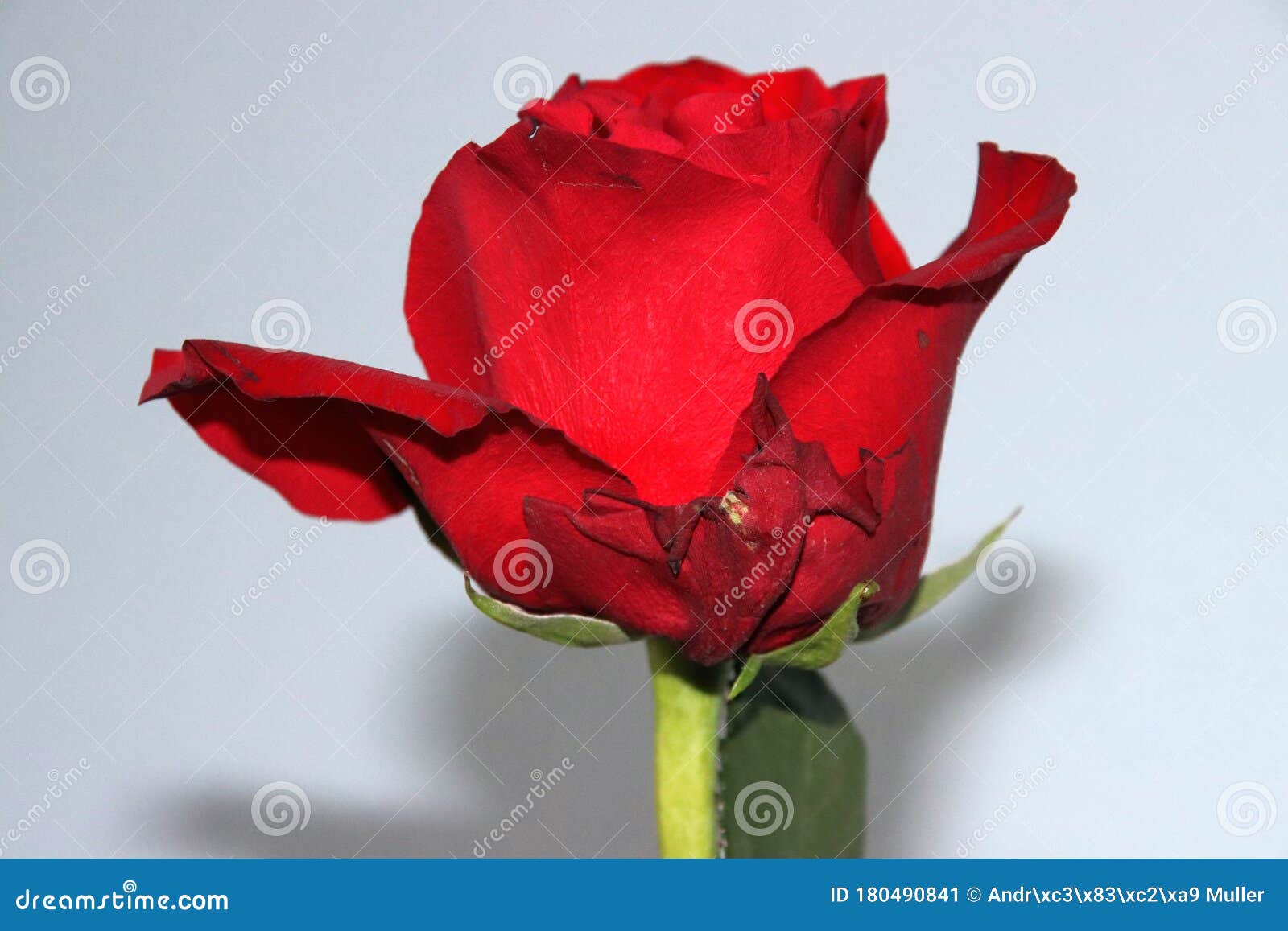 Red Rose Flower Head in Close-up View and Lightning by Flash Stock ...