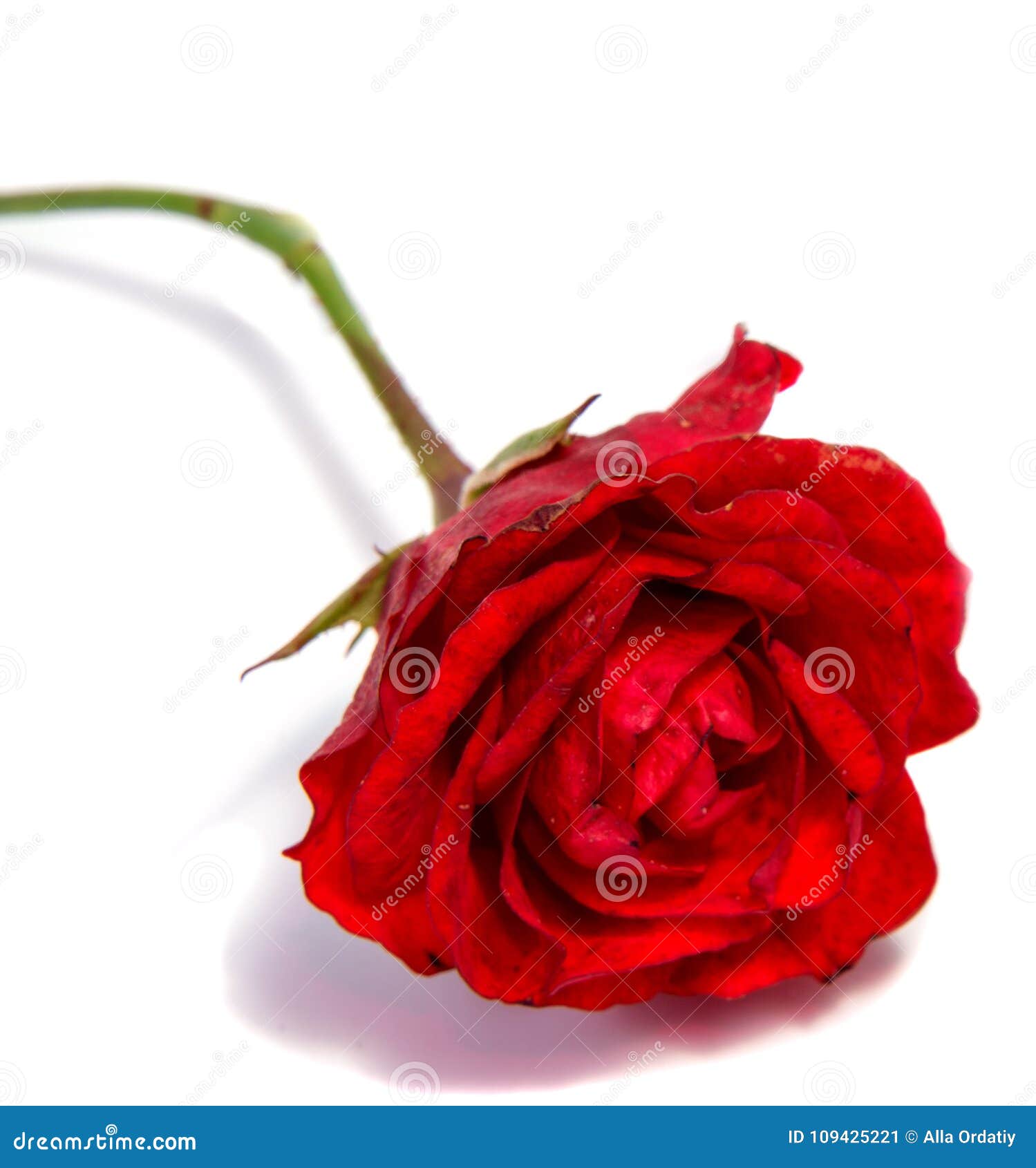 Red Rose Flower Head Isolated on White Background. Stock Image - Image ...