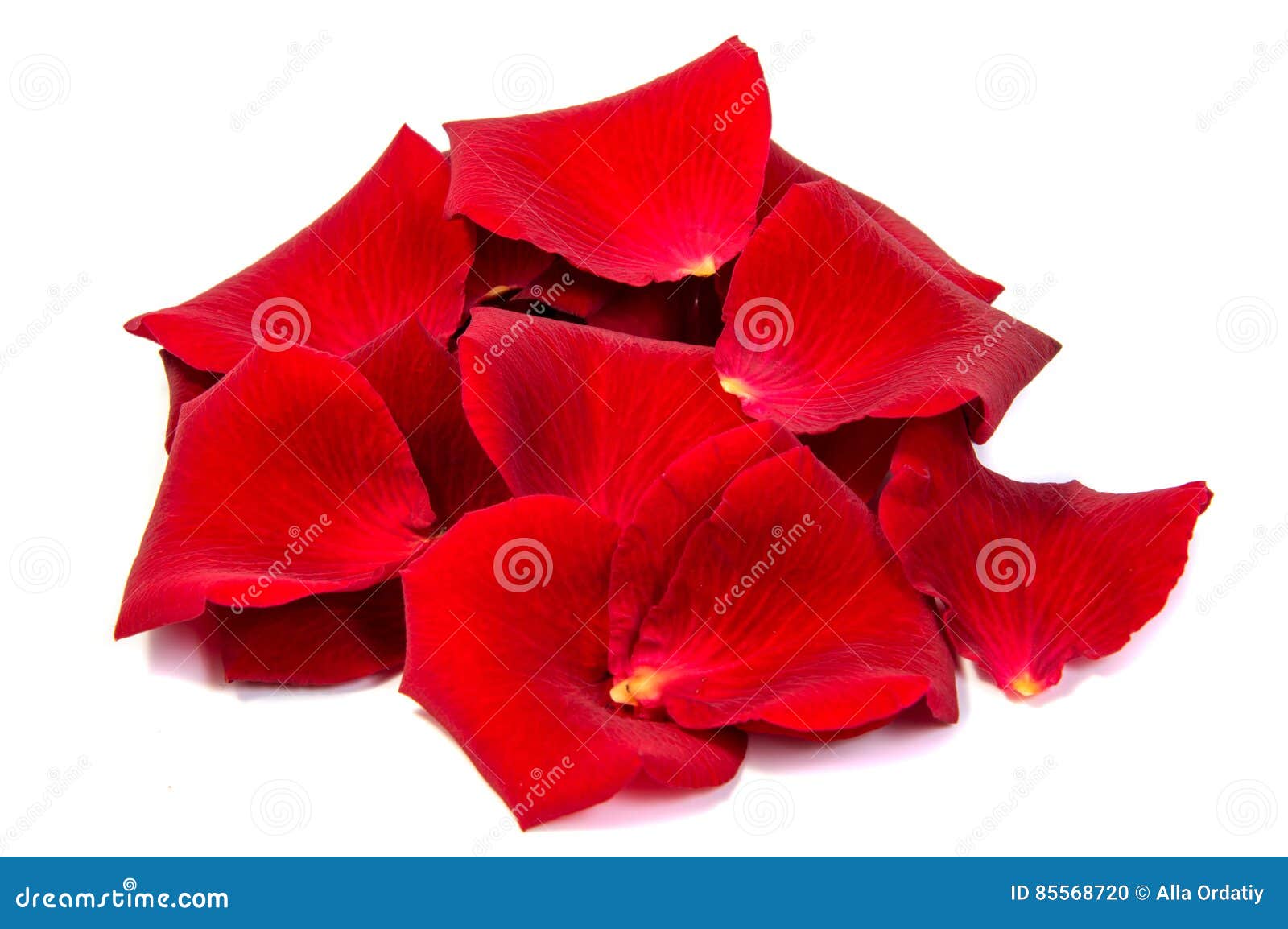 Red Rose Flower Head Isolated on White Stock Photo - Image of focus ...