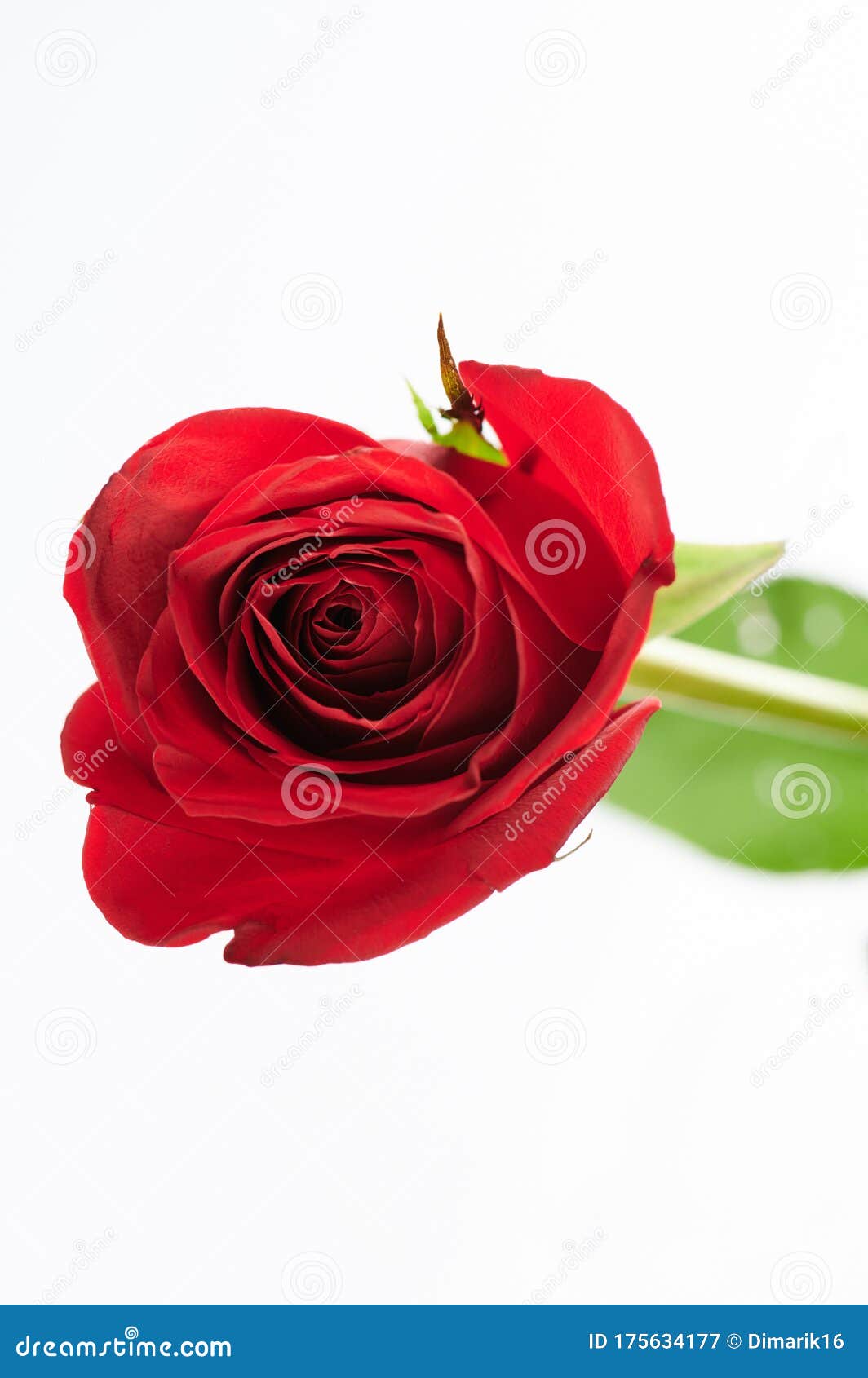 Red rose flower head stock image. Image of holiday, leaf - 175634177