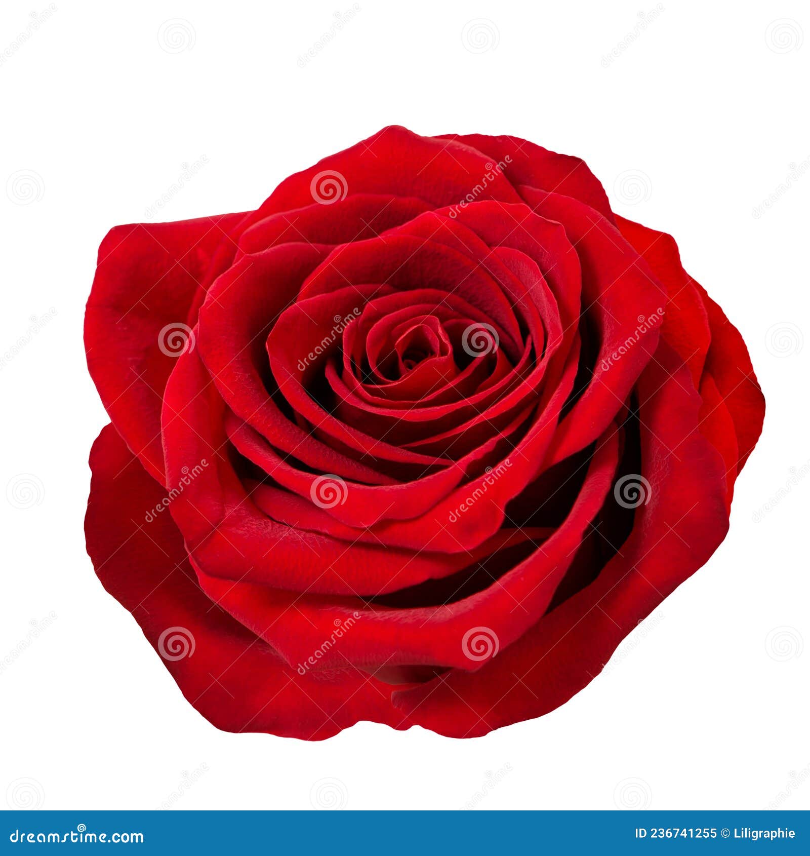 Red Rose Flower Head White Background Stock Image - Image of love ...