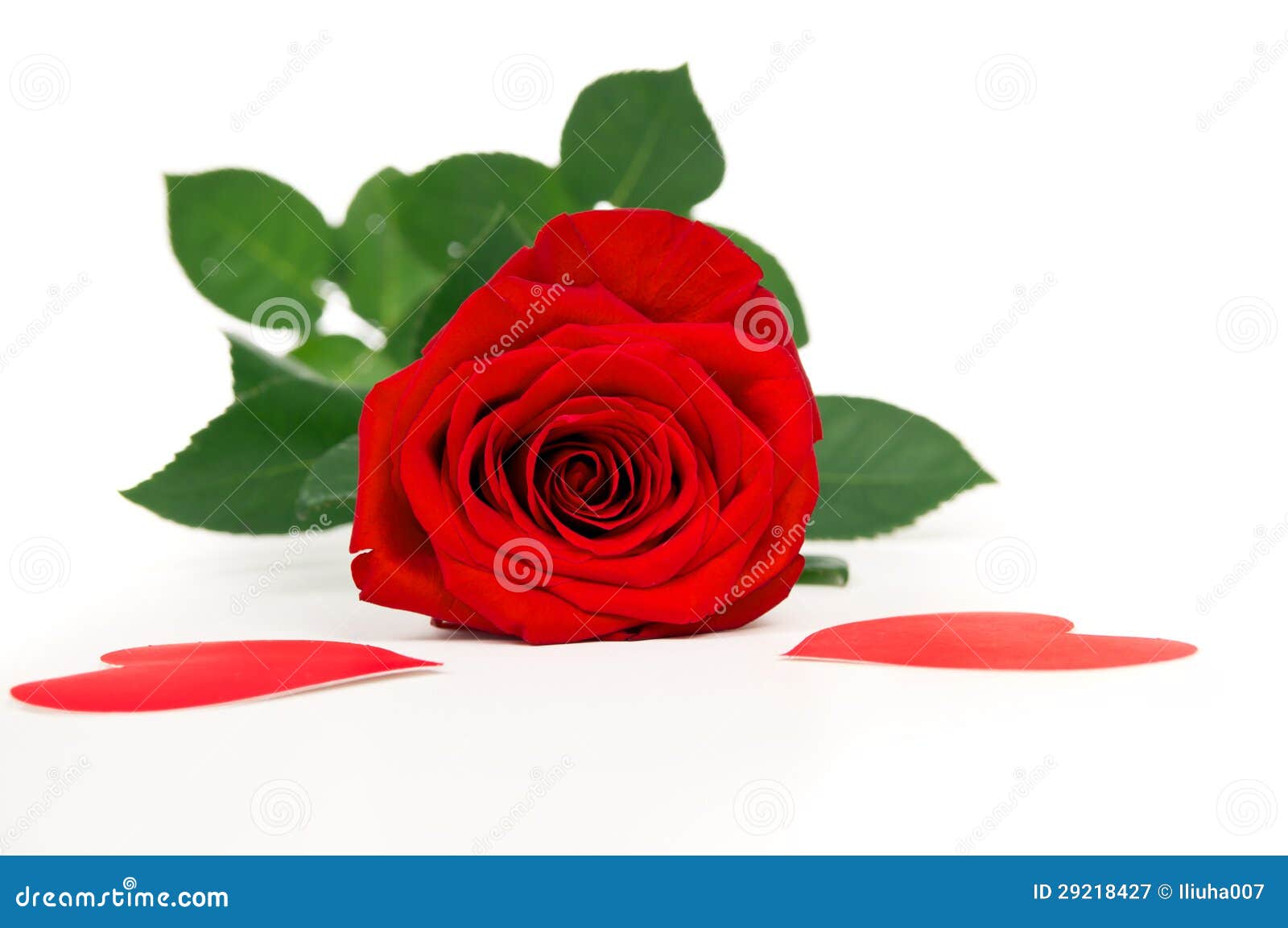 Red Rose Flower with Hearts Stock Image - Image of floral, colorful ...