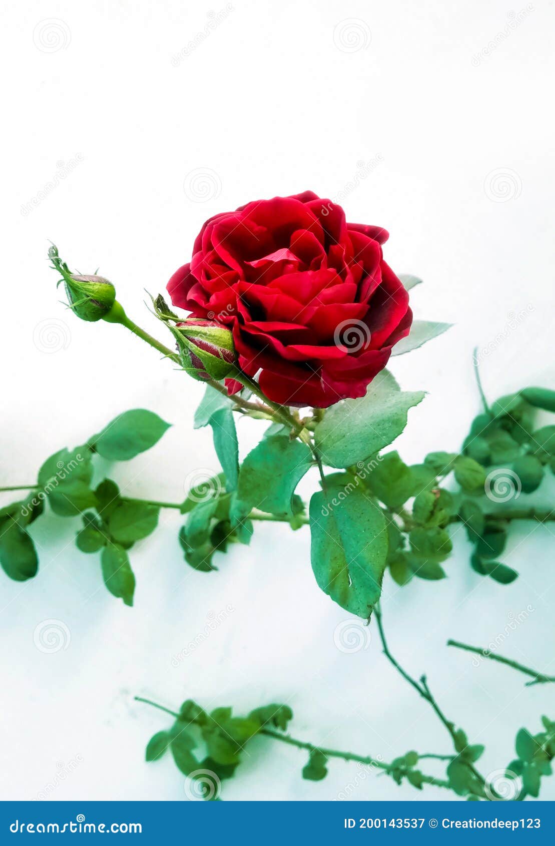 Red Rose Flower in a Home Garden Stock Image - Image of petal, flower ...