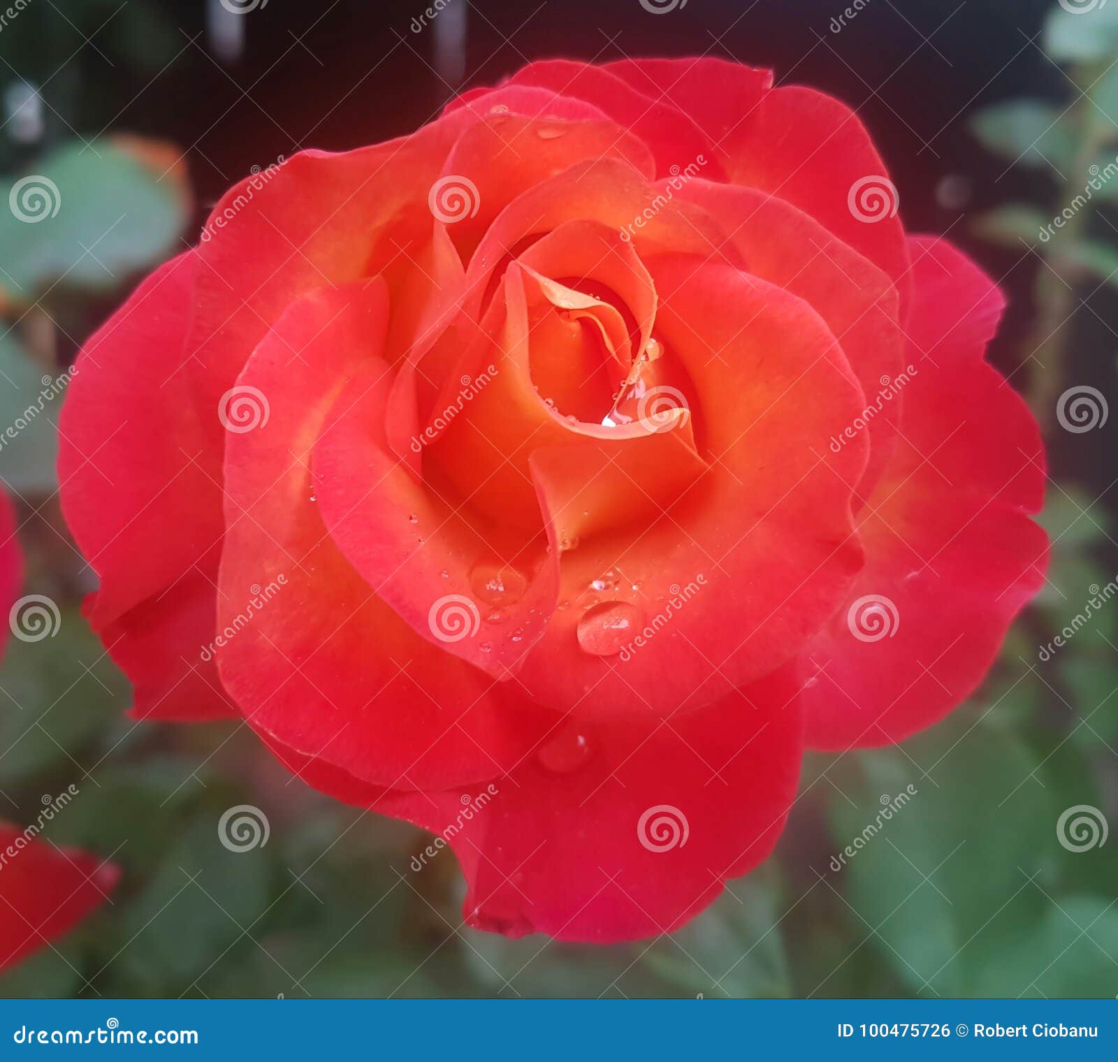 Red rose stock photo. Image of petals, rain, rose, intense - 100475726