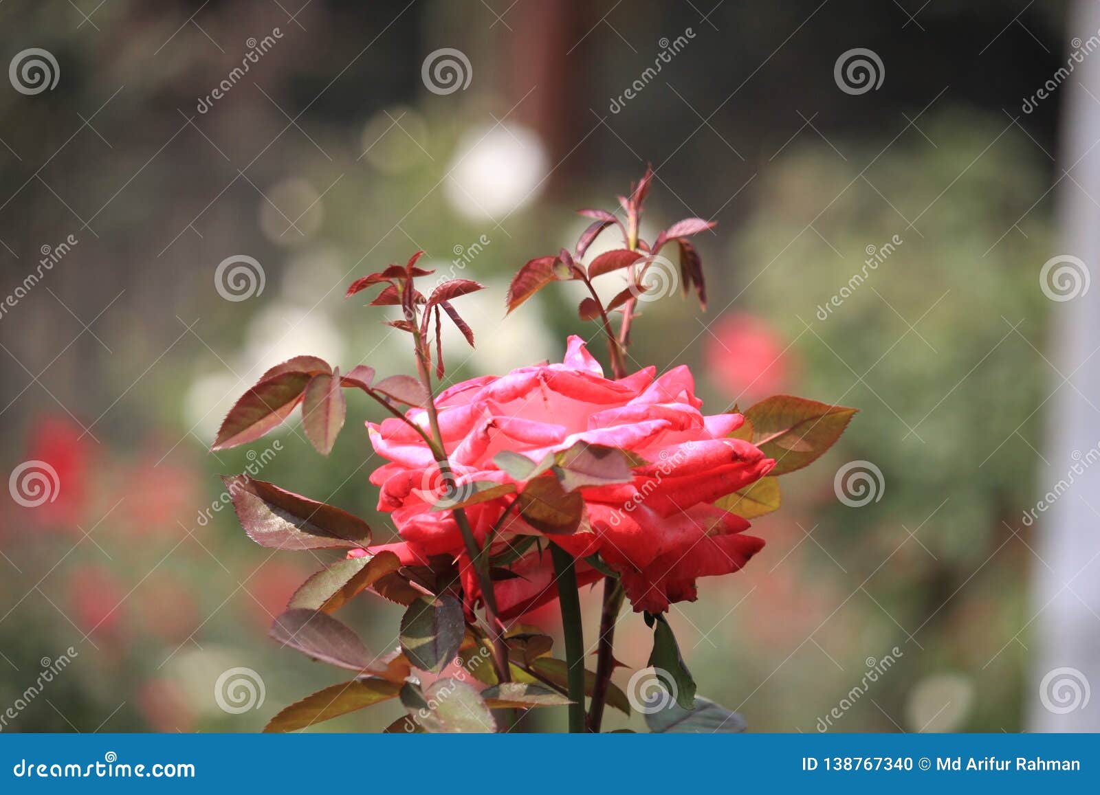 Red Rose Flower with Leaf stock photo. Image of beauty - 138767340